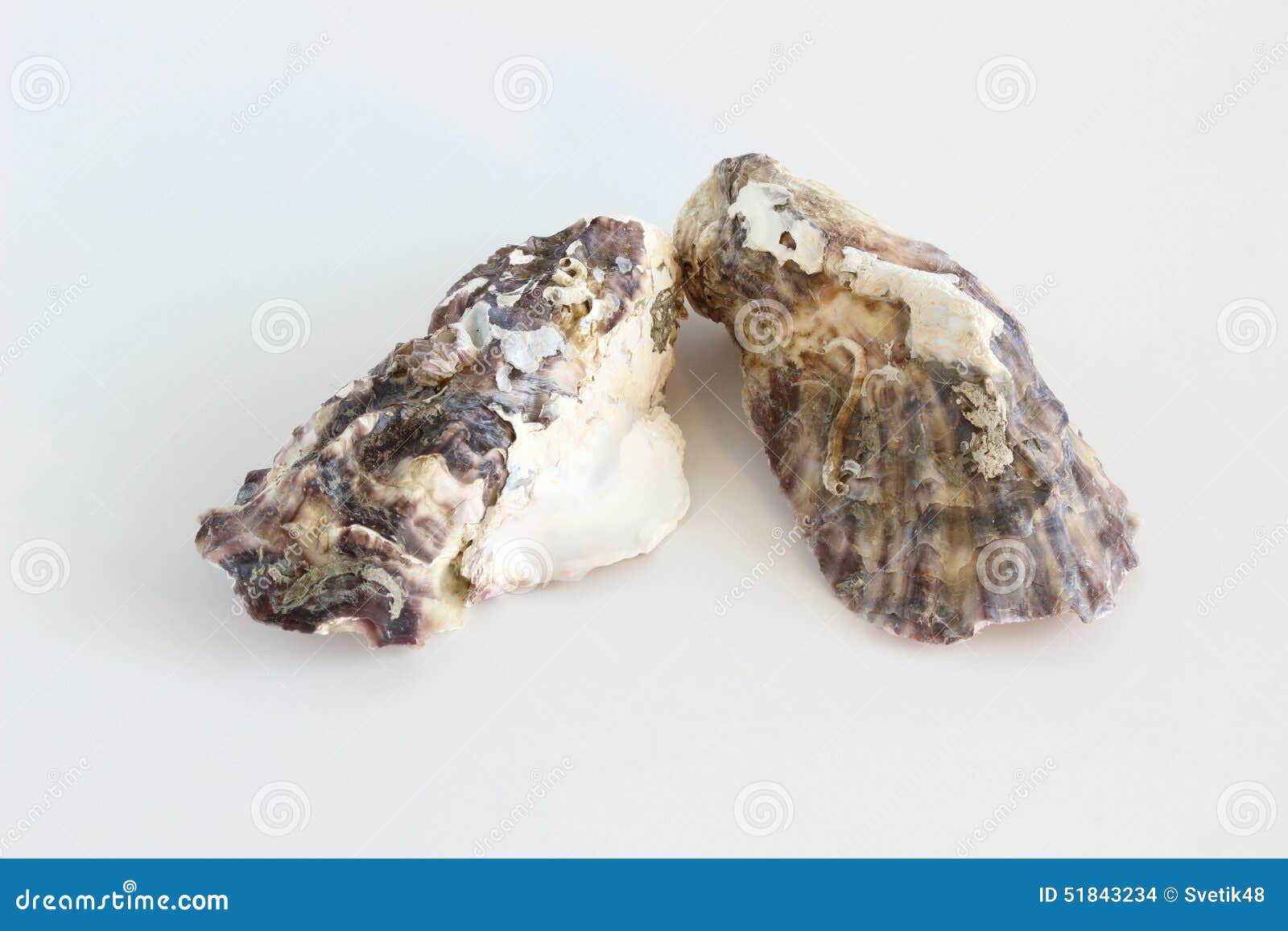 Oyster Shells Stock Photo | CartoonDealer.com #51843234
