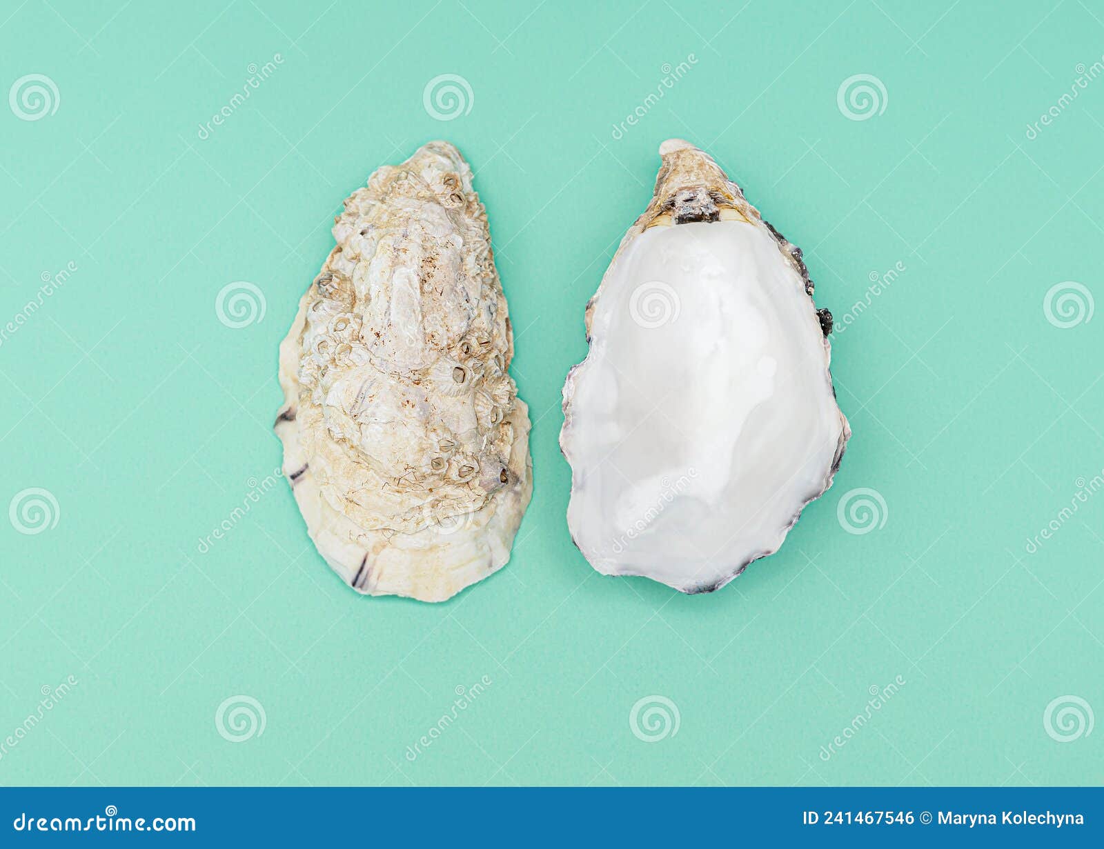Oyster Shells on a Blue Background. Luxury Seafood Mollusk on a Blue ...