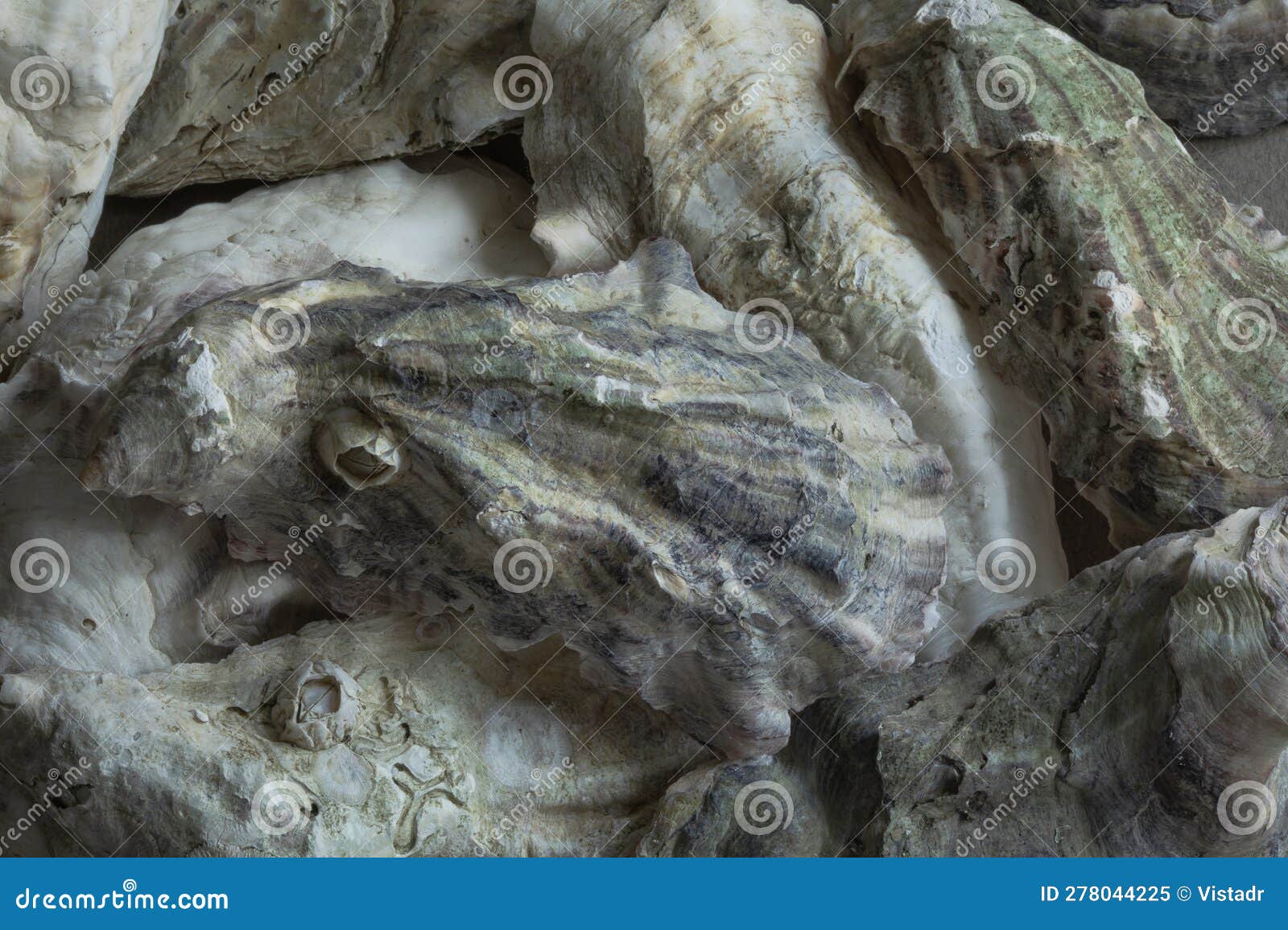 Pile Of Oyster Shells Stock Image | CartoonDealer.com #43978375