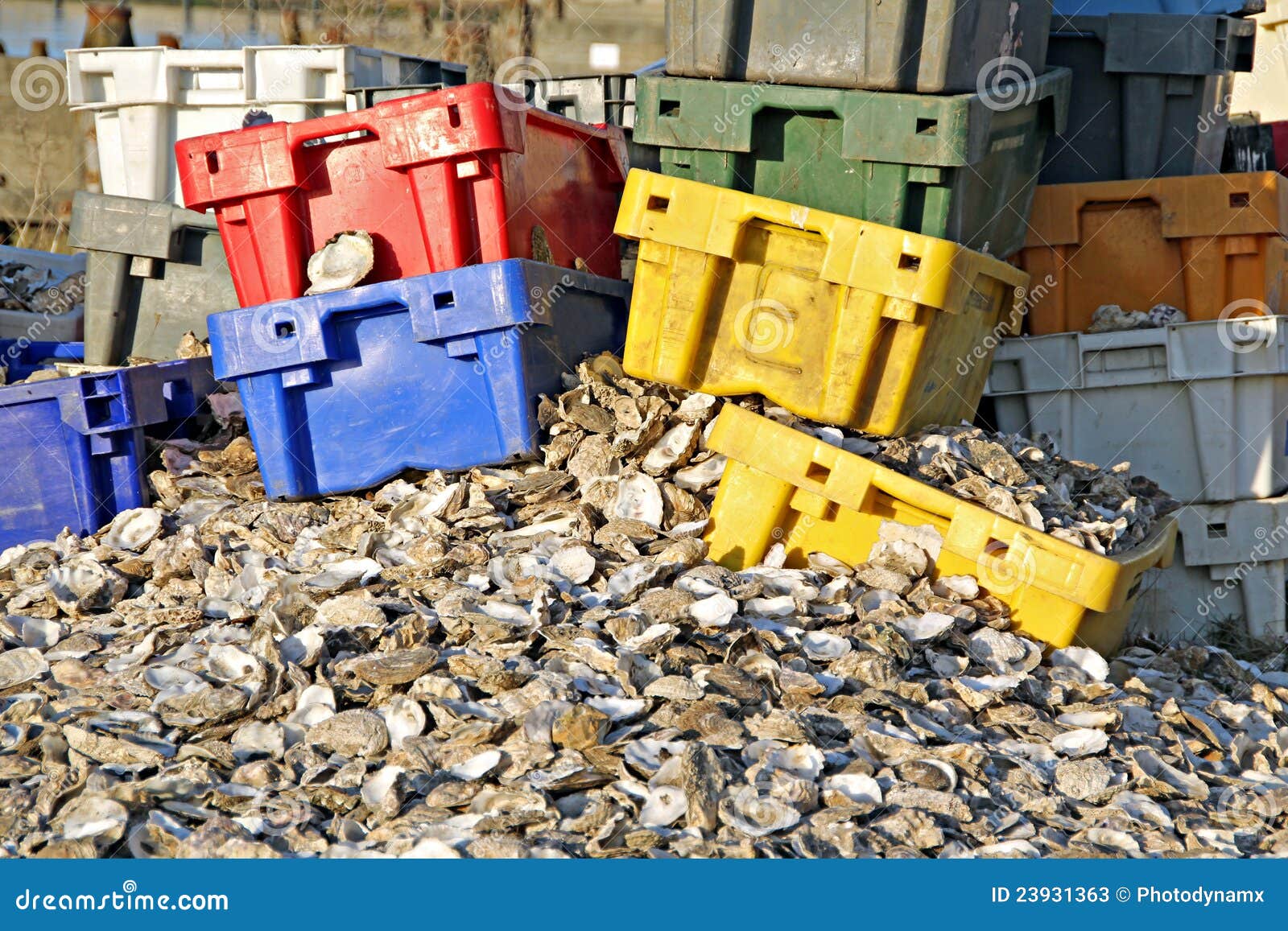 Oyster shells and crates editorial stock photo. Image of shell - 23931363