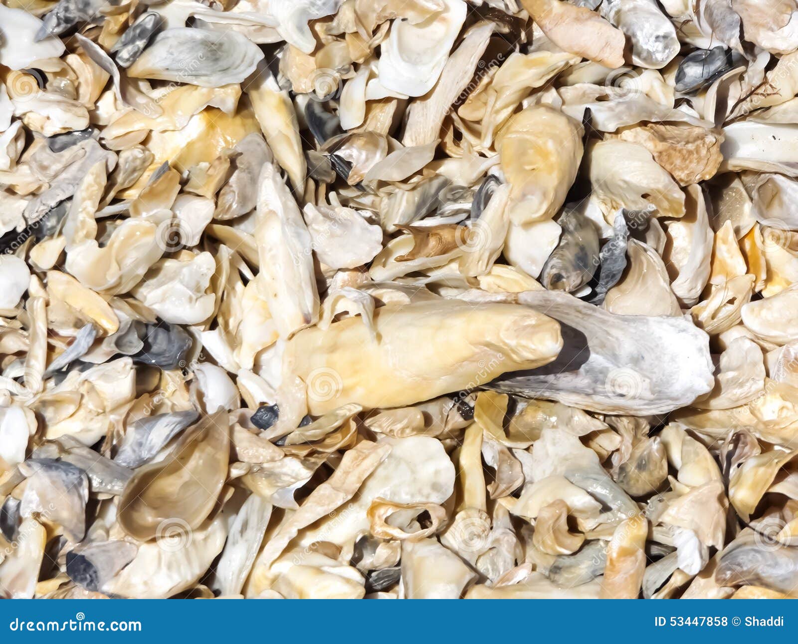 Oyster Shells stock photo. Image of shells, american - 53447858