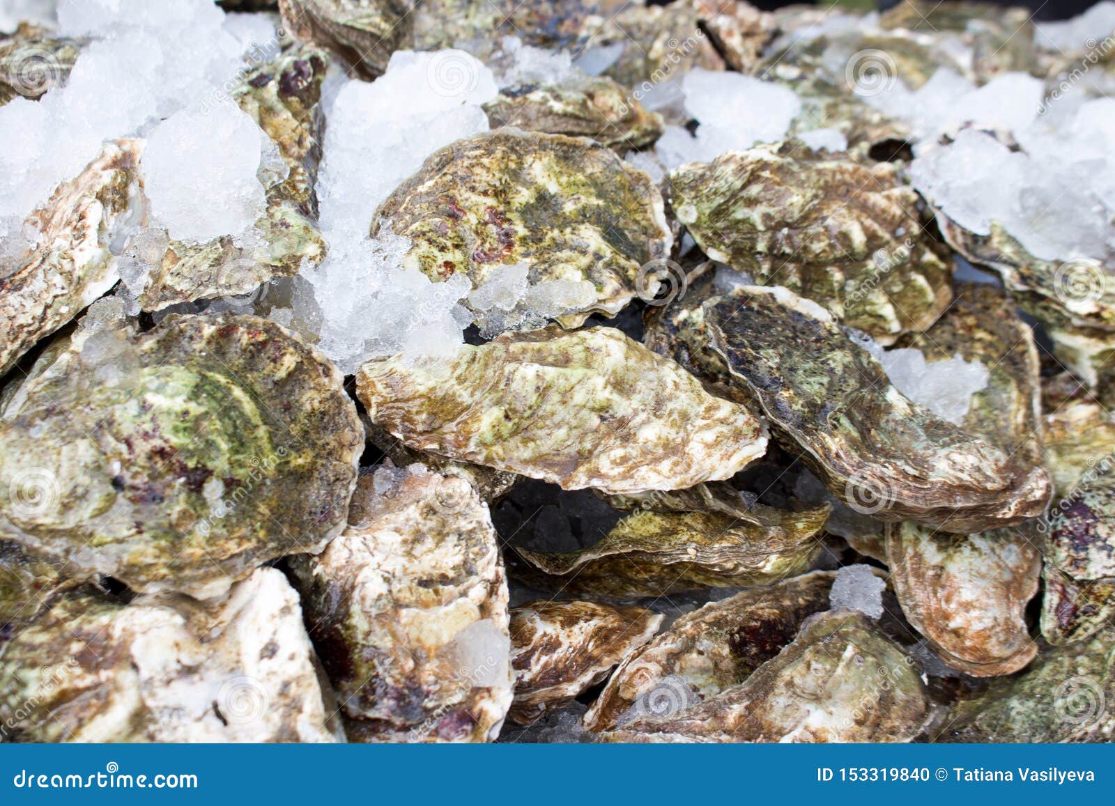 Oyster shells with ice stock photo. Image of natural - 153319840