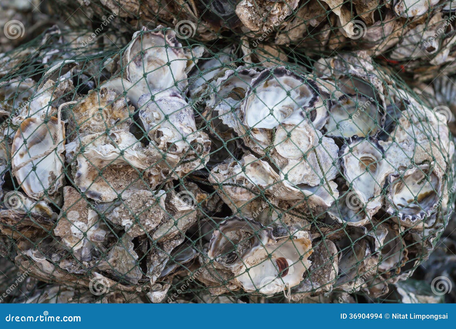 Oyster shells stock photo. Image of marine, beautiful - 36904994