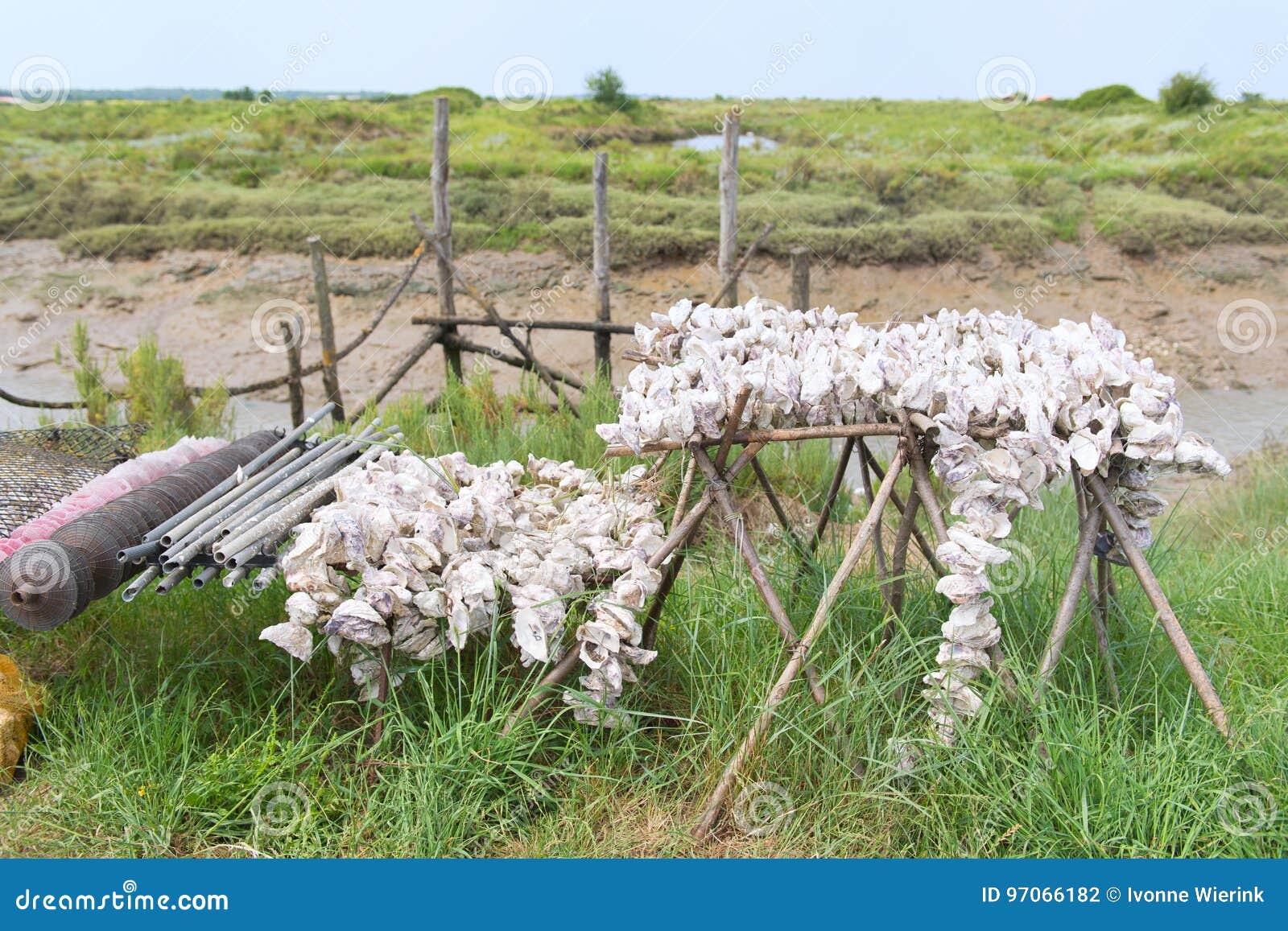 Oyster shells outdoor stock photo. Image of chains, france - 97066182