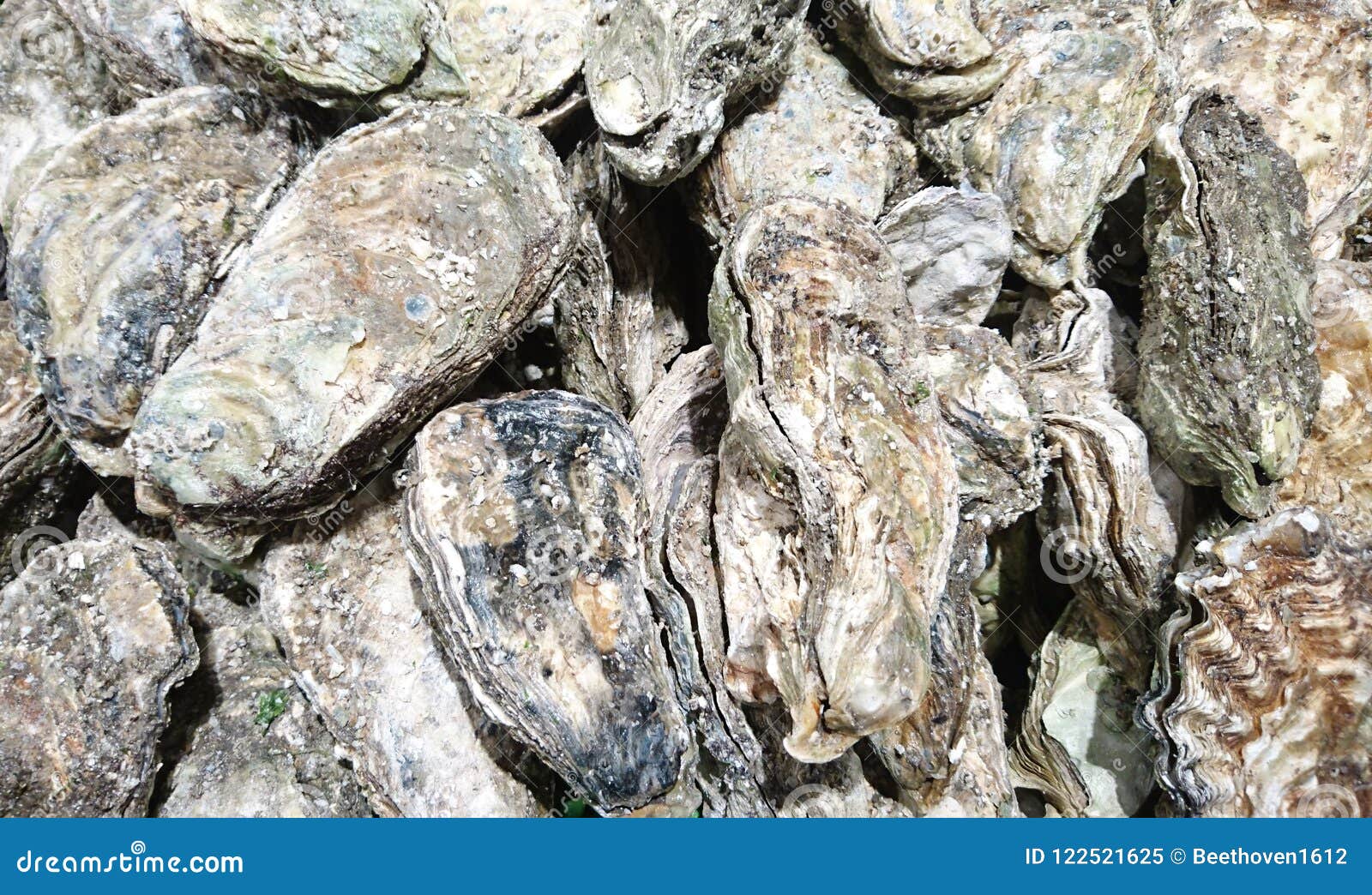 Oyster Shells stock image. Image of oyster, object, refreshment - 122521625