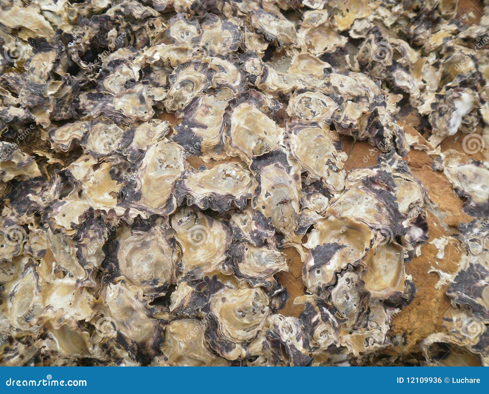 Oyster Shells on Rock stock photo. Image of textures - 12109936