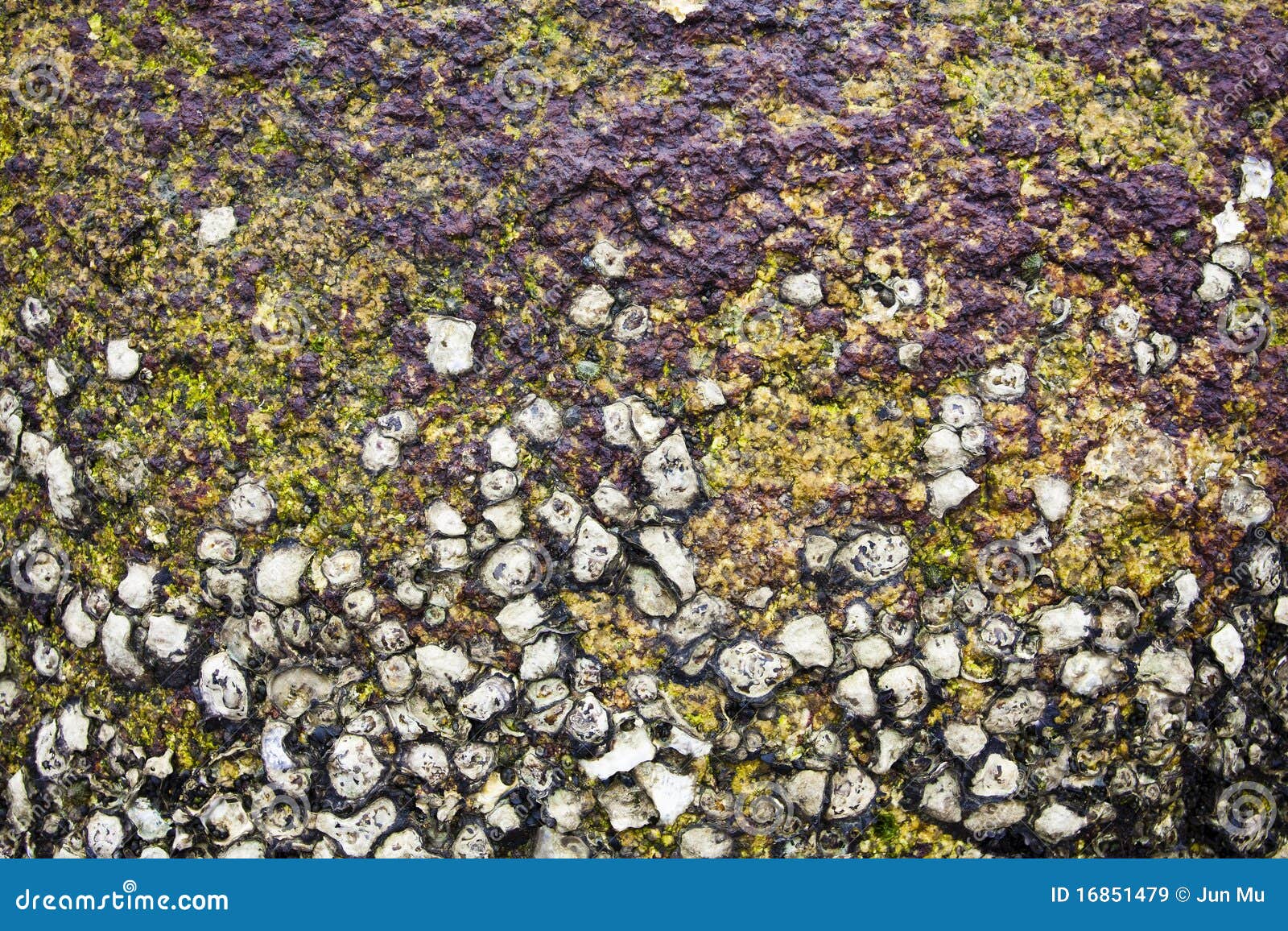 Oyster shells on rock stock image. Image of embedded - 16851479