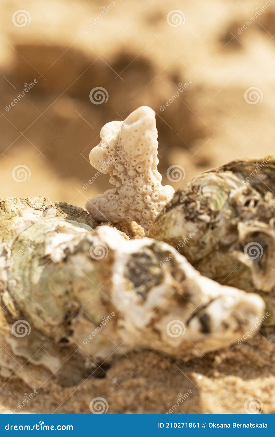 Oyster shells in the sand stock image. Image of nature - 210271861