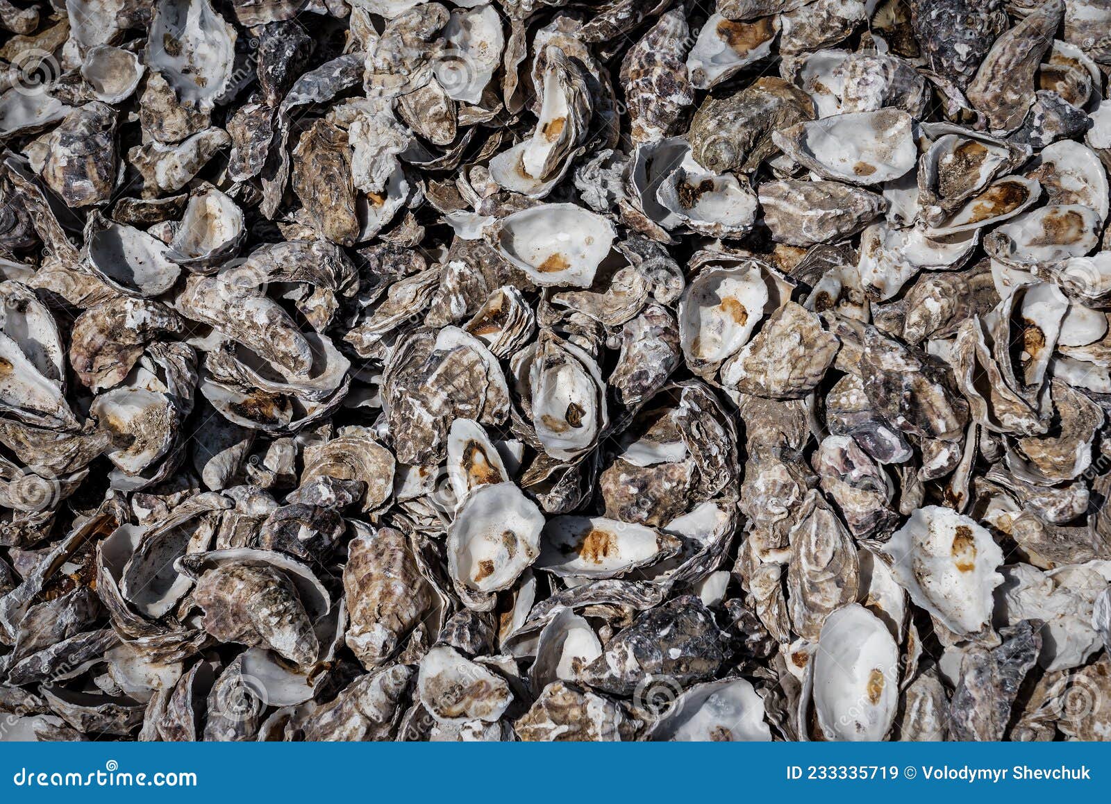 Oyster shells texture stock image. Image of industry - 233335719