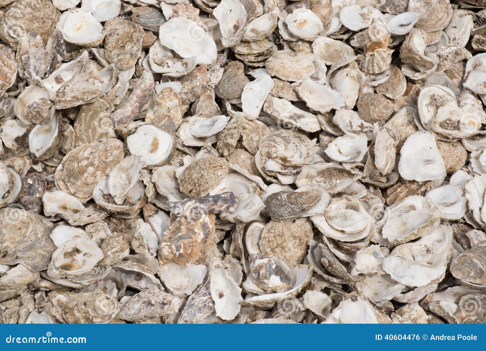 Oyster Shells stock photo. Image of iconic, seaside, oyster - 40604476
