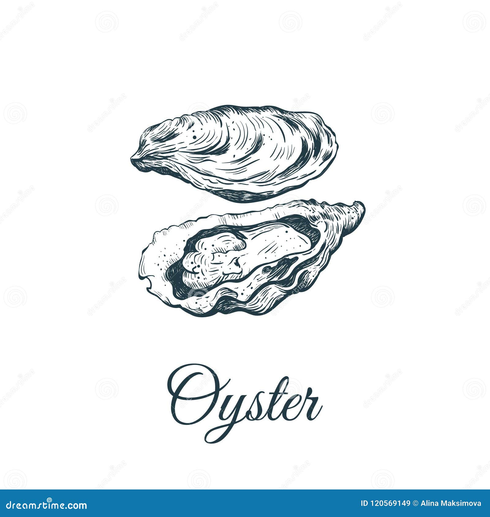Oyster Sketch Vector Illustration. Stock Vector - Illustration of ...