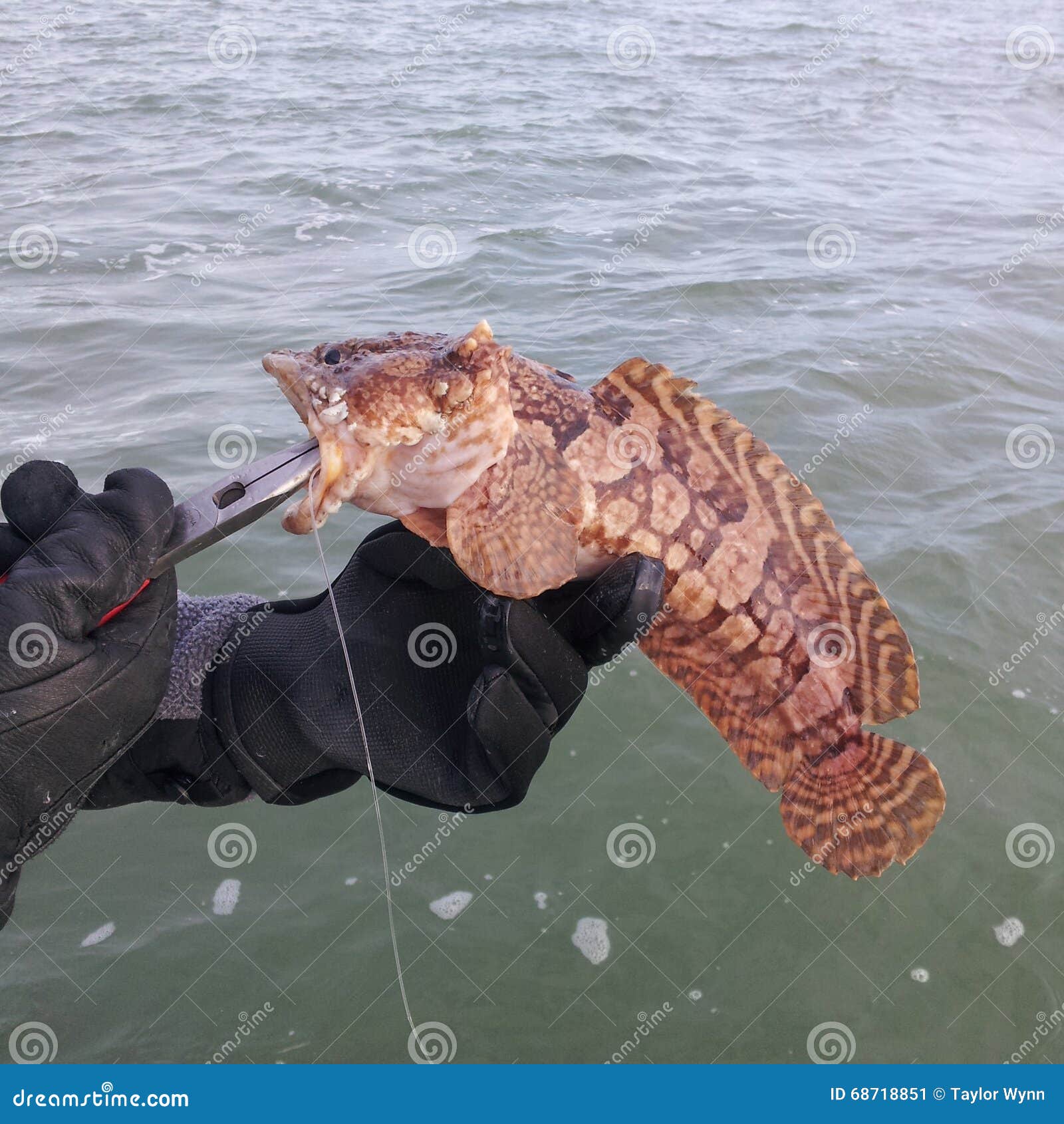 Oyster Toad fish stock image. Image of oyster, fish, look - 68718851