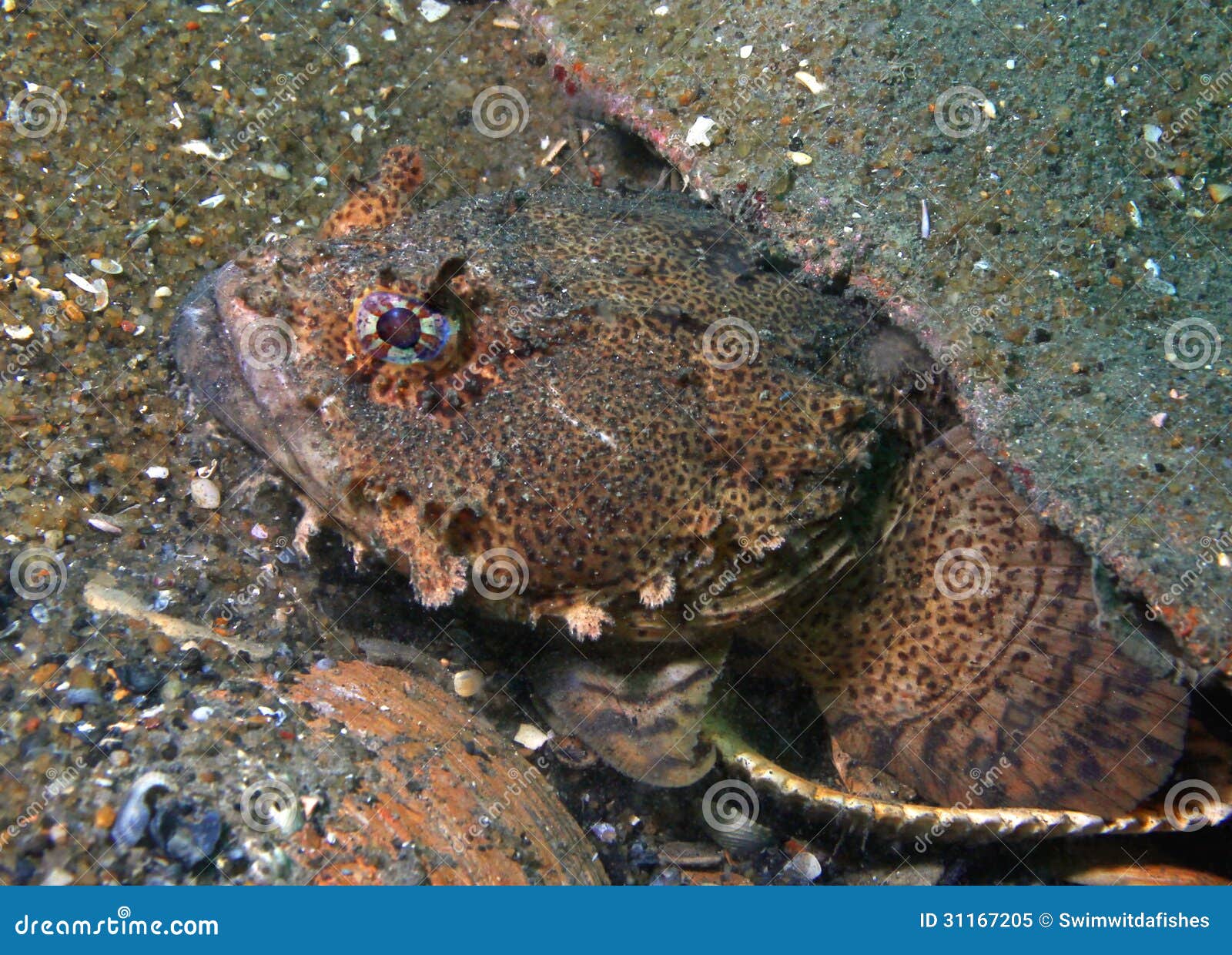 Oyster Toadfish 2 stock image. Image of toadfish, ugly - 31167205