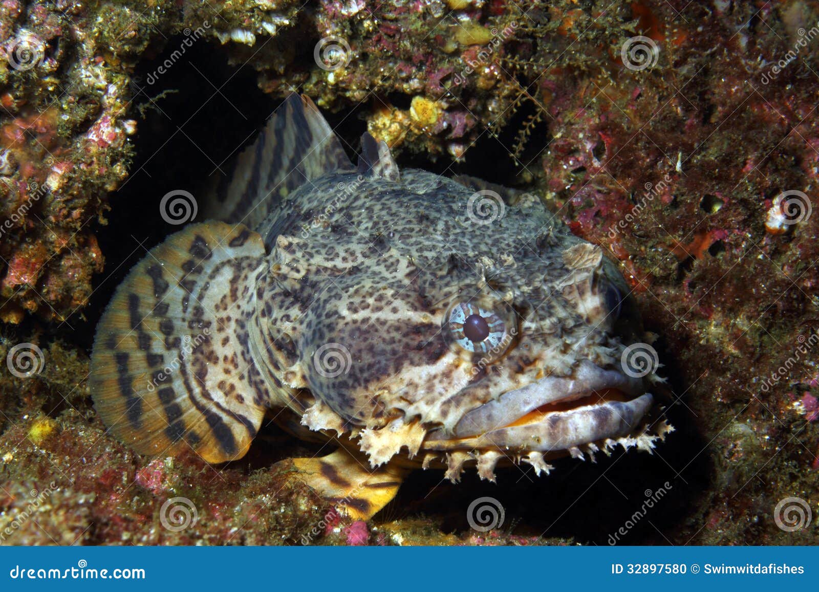 Oyster Toadfish stock photo. Image of camouflaged, underwater - 32897580