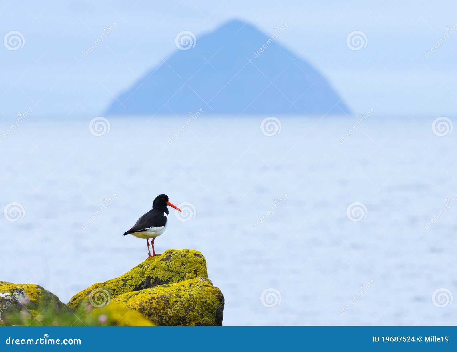 Oystercatcher Und Ailsa Craig Stockfoto - Bild von nave, küsten: 19687524