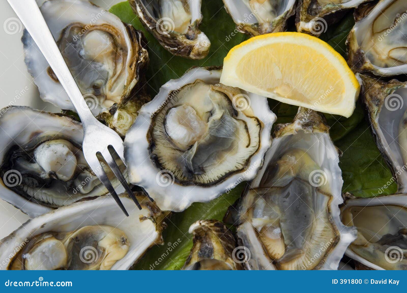 Oysters stock photo. Image of oysters, taste, year, organic - 391800