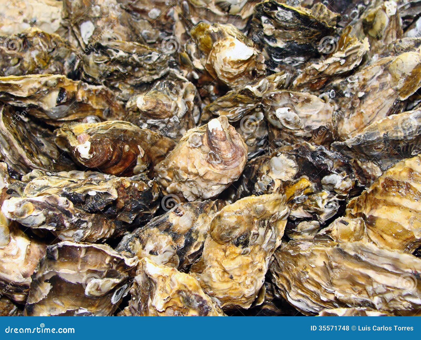 Oysters background stock photo. Image of shellfish, marinades - 35571748