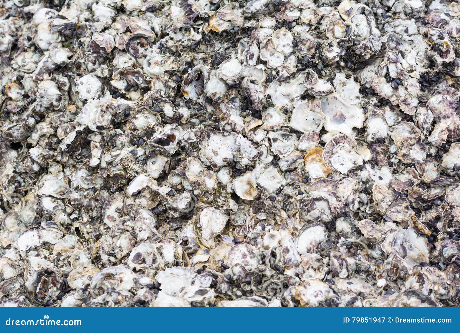 Oysters Background and Texture Stock Image - Image of bivalve, mollusca ...