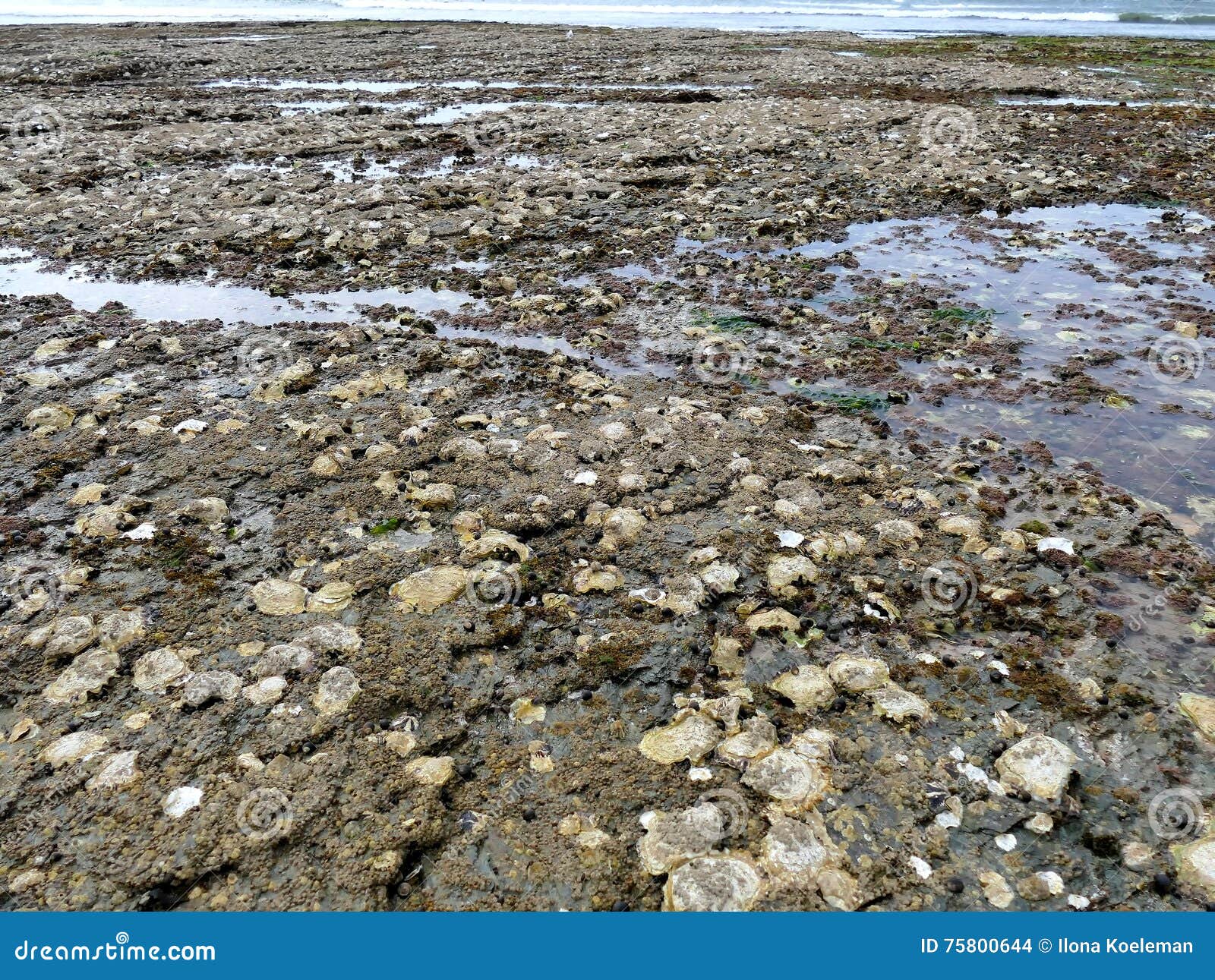 Oysters and Barnacles on Beach Rocks at Low Tide Stock Photo - Image of ...