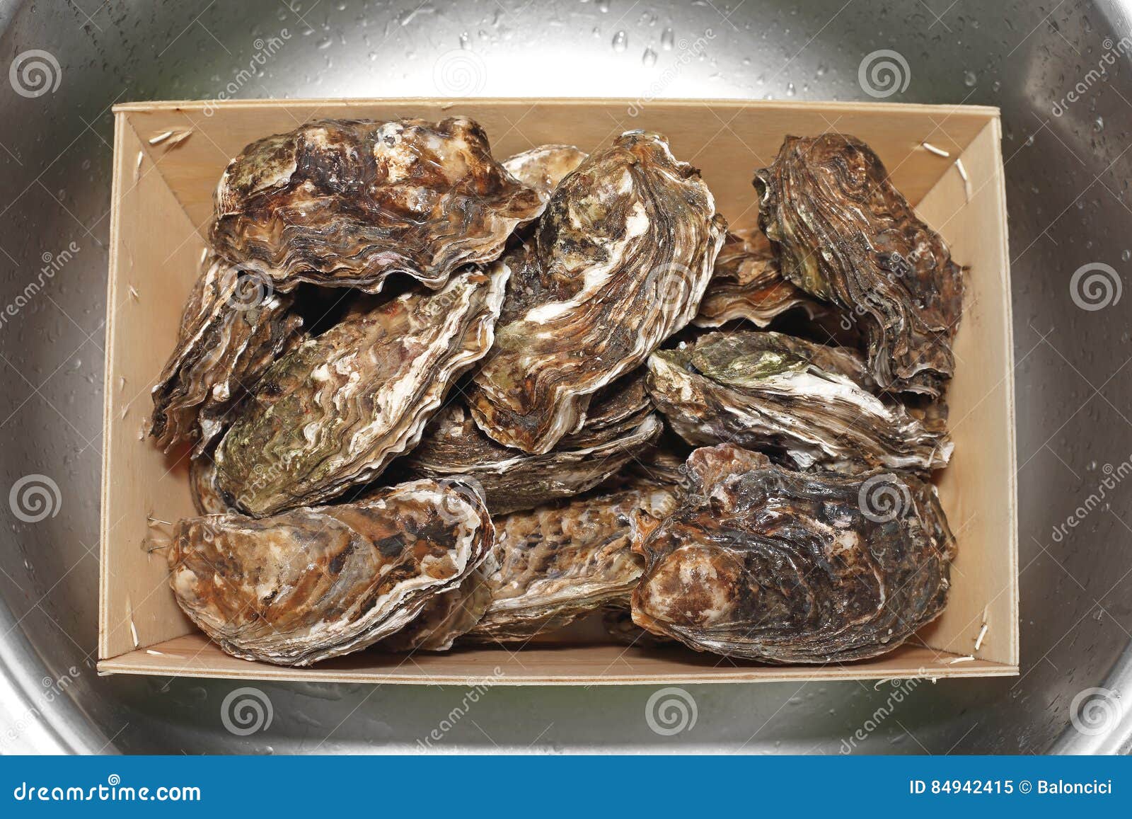 Oysters in Box stock image. Image of oysters, edible - 84942415