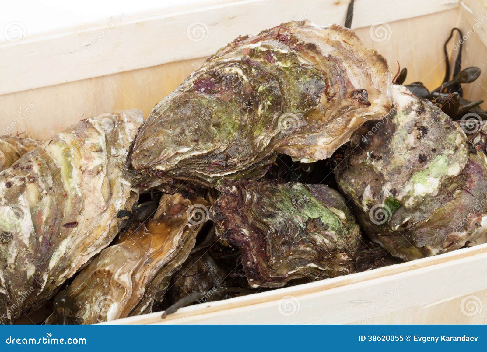Oysters box stock image. Image of freshness, seafood - 38620055