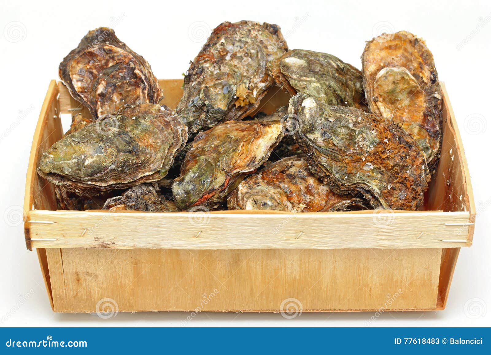 Oysters in Box stock image. Image of shellfish, live - 77618483