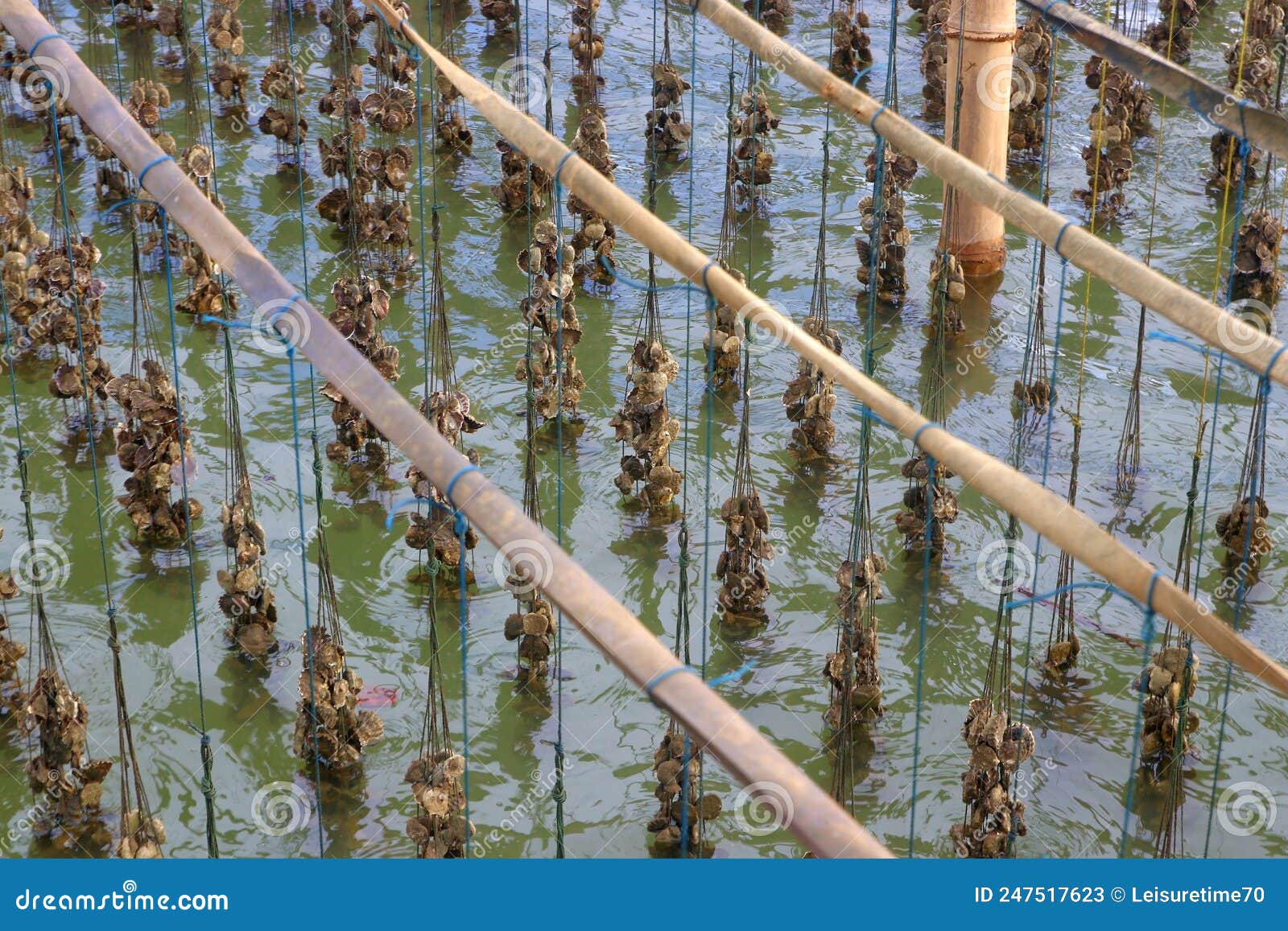 Oysters farm in the sea stock image. Image of rear, shellfish - 247517623