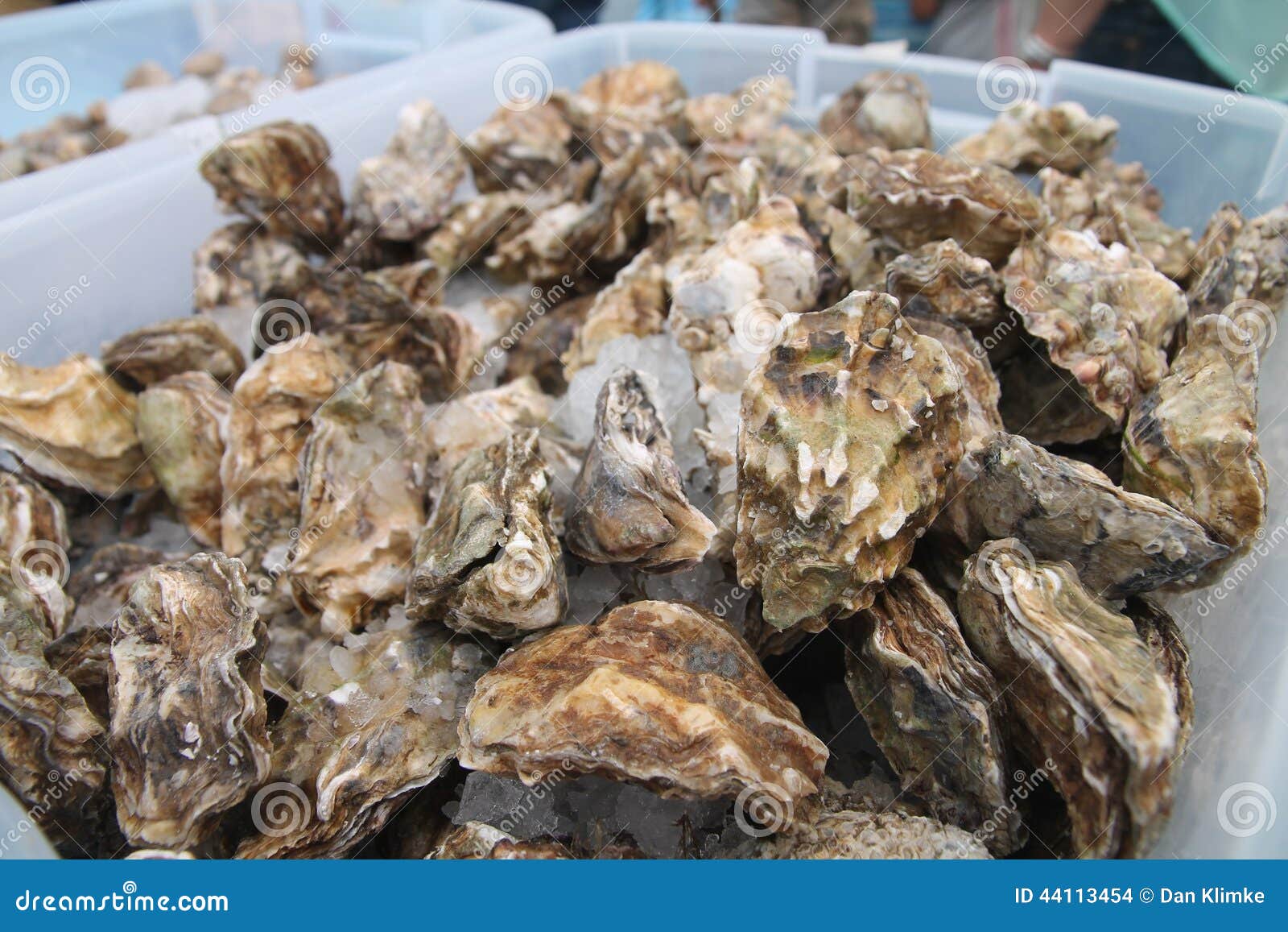 Oysters at a Farmers Market Stock Photo - Image of molluscs, farmers ...