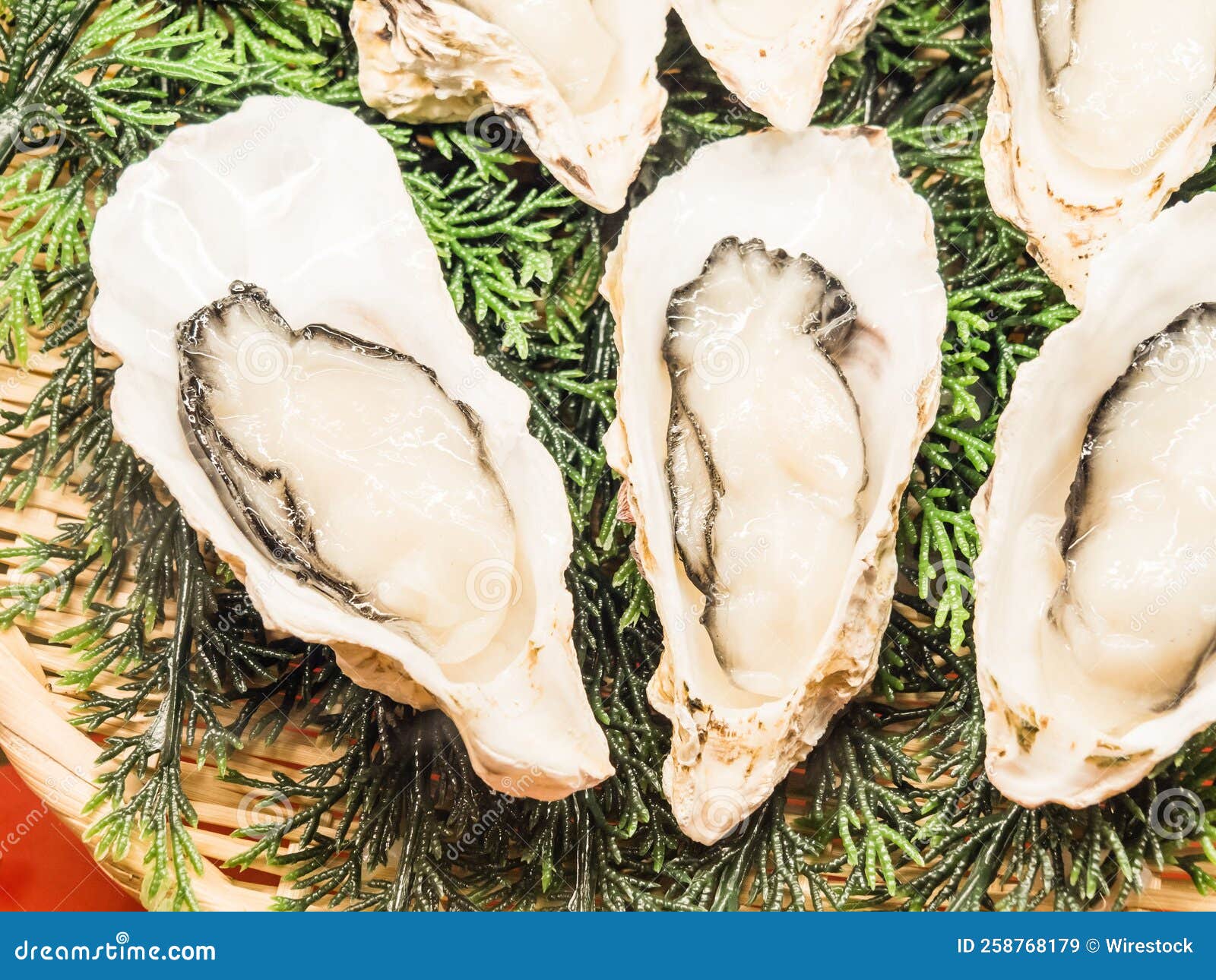 Oysters in a fish market stock image. Image of oysters - 258768179