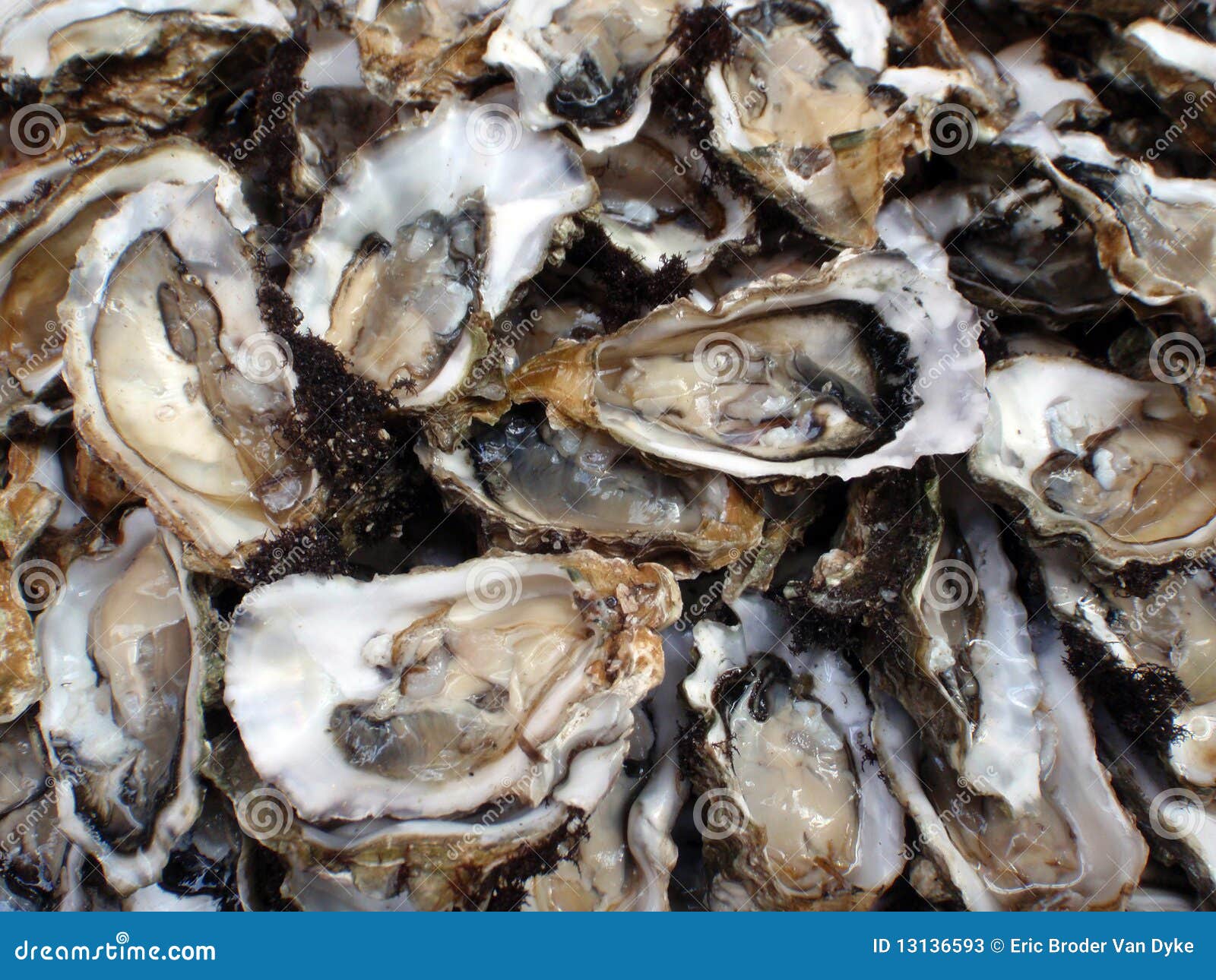Oysters, Half Shells, Close-up Stock Image - Image of beautiful ...