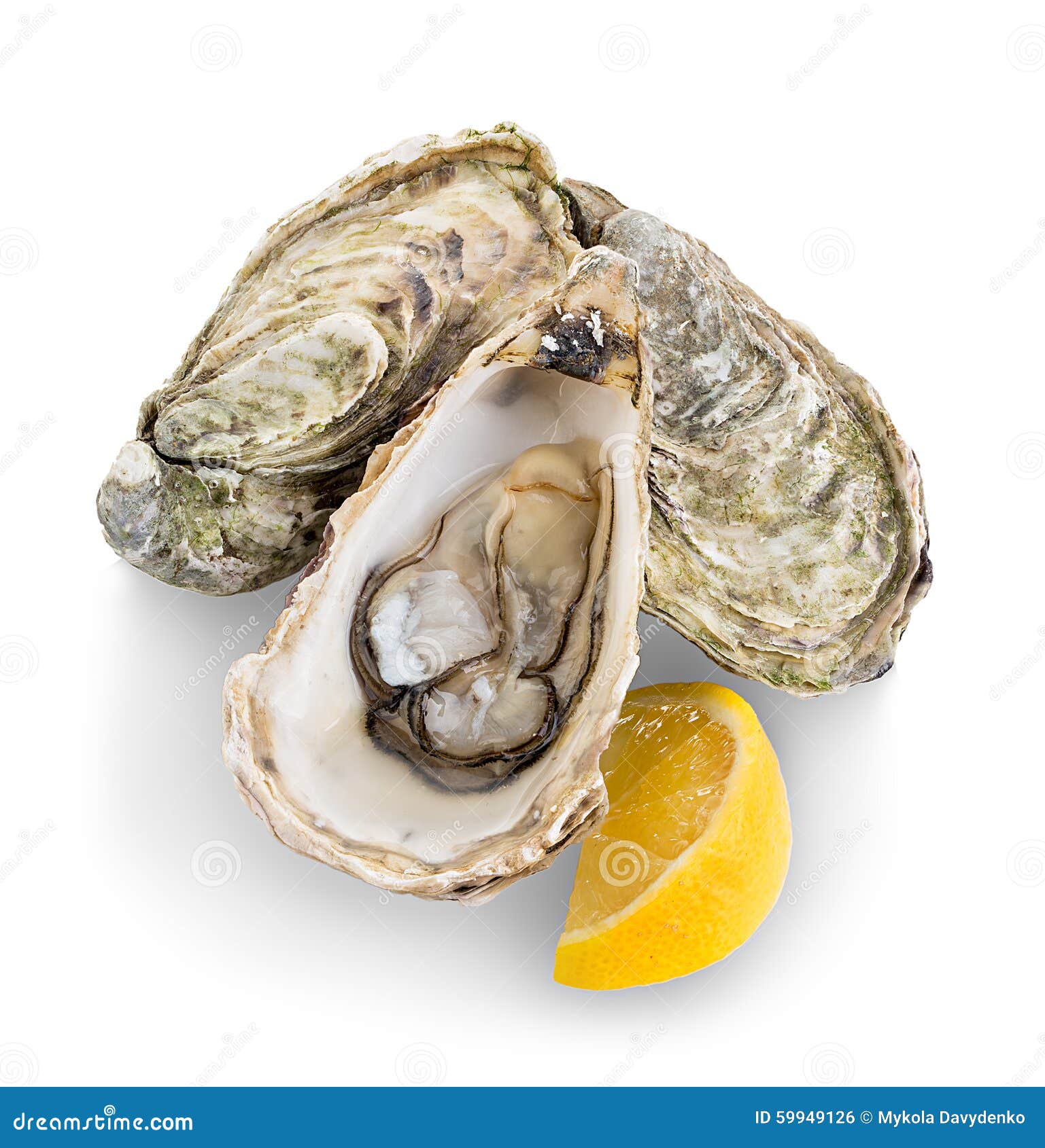 Oysters isolated on white stock photo. Image of bivalve - 59949126