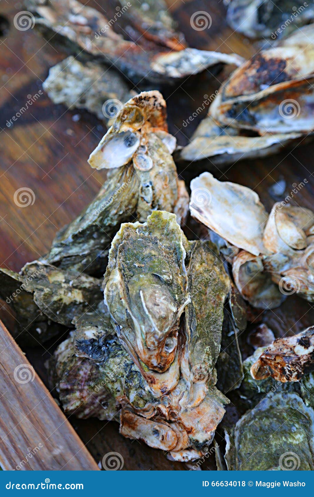 Oysters stock photo. Image of ocean, roast, bluffton - 66634018