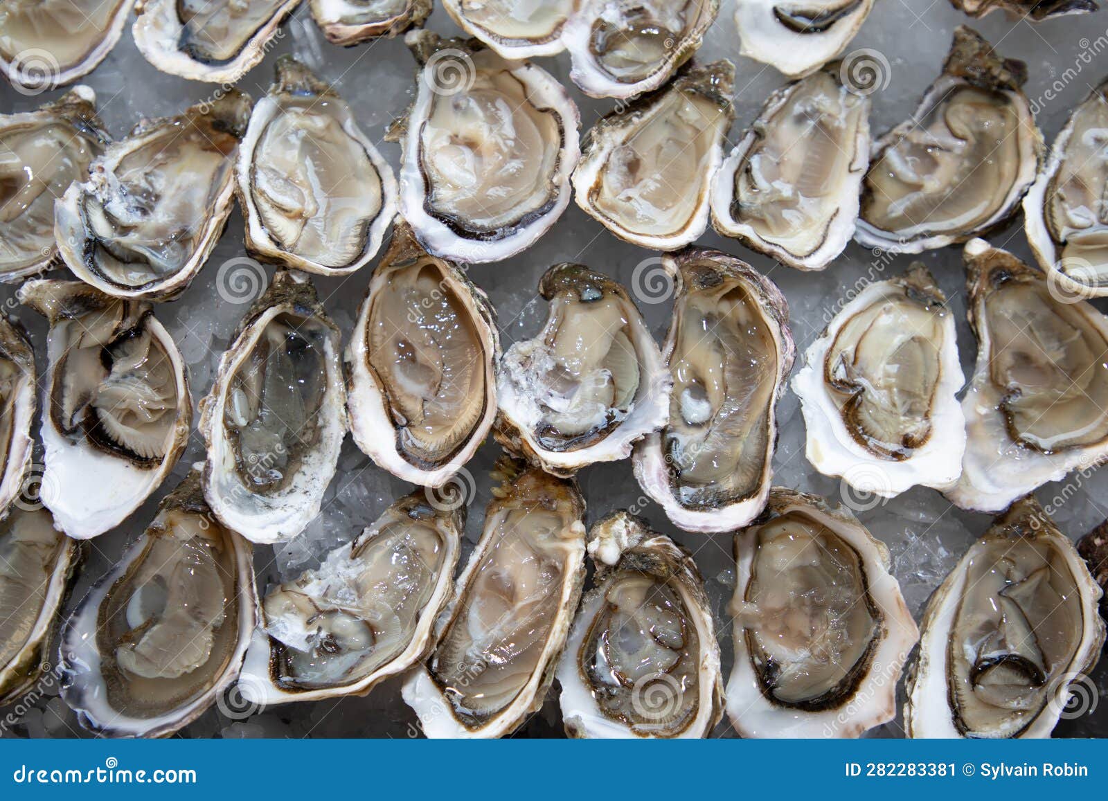 Oysters Open Fresh Shellfish on the Seller Stall Like Wallpaper ...