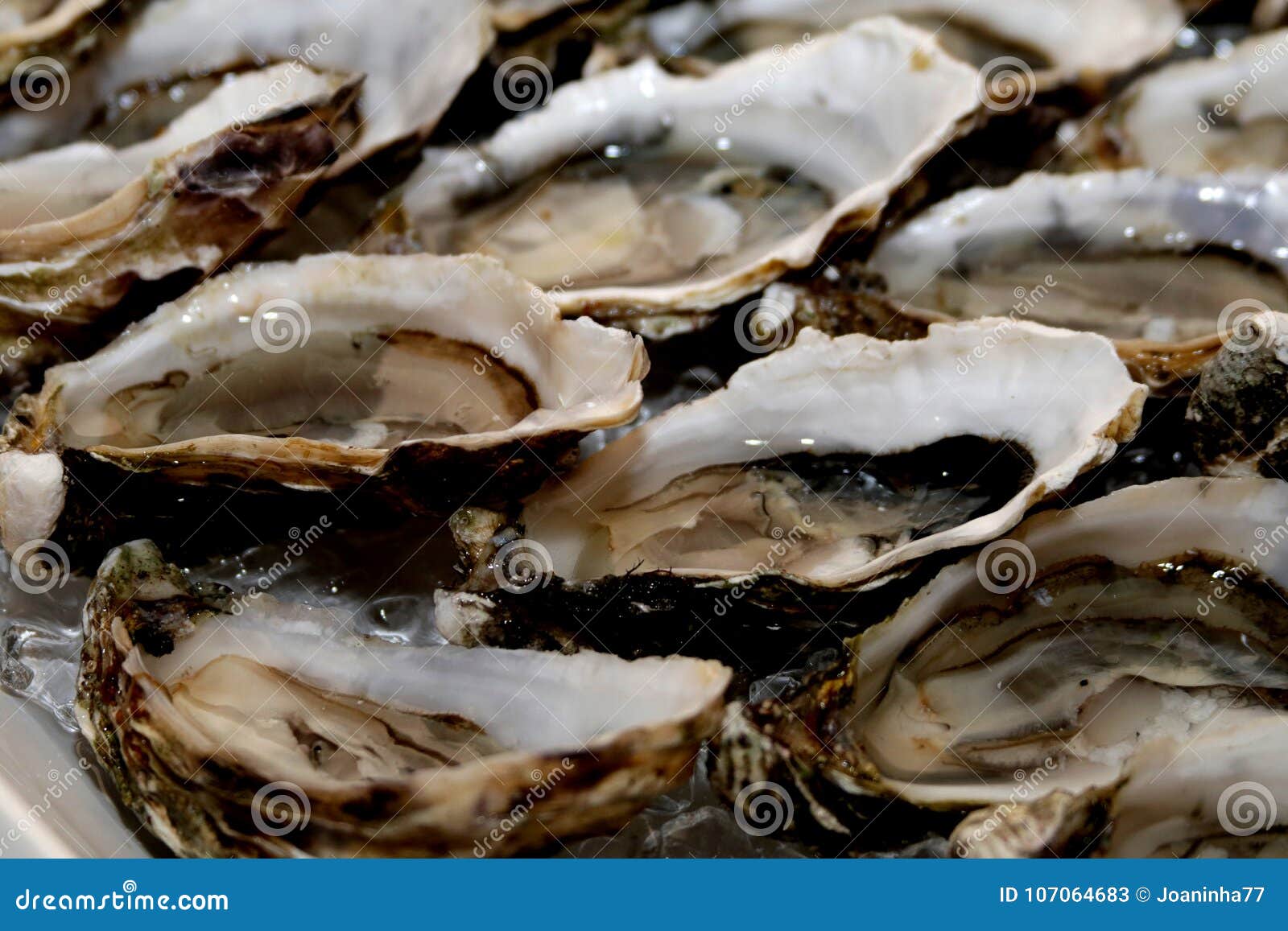 Oysters on Plate. Close-up. Fresh Seafood, Shellfish Stock Image ...