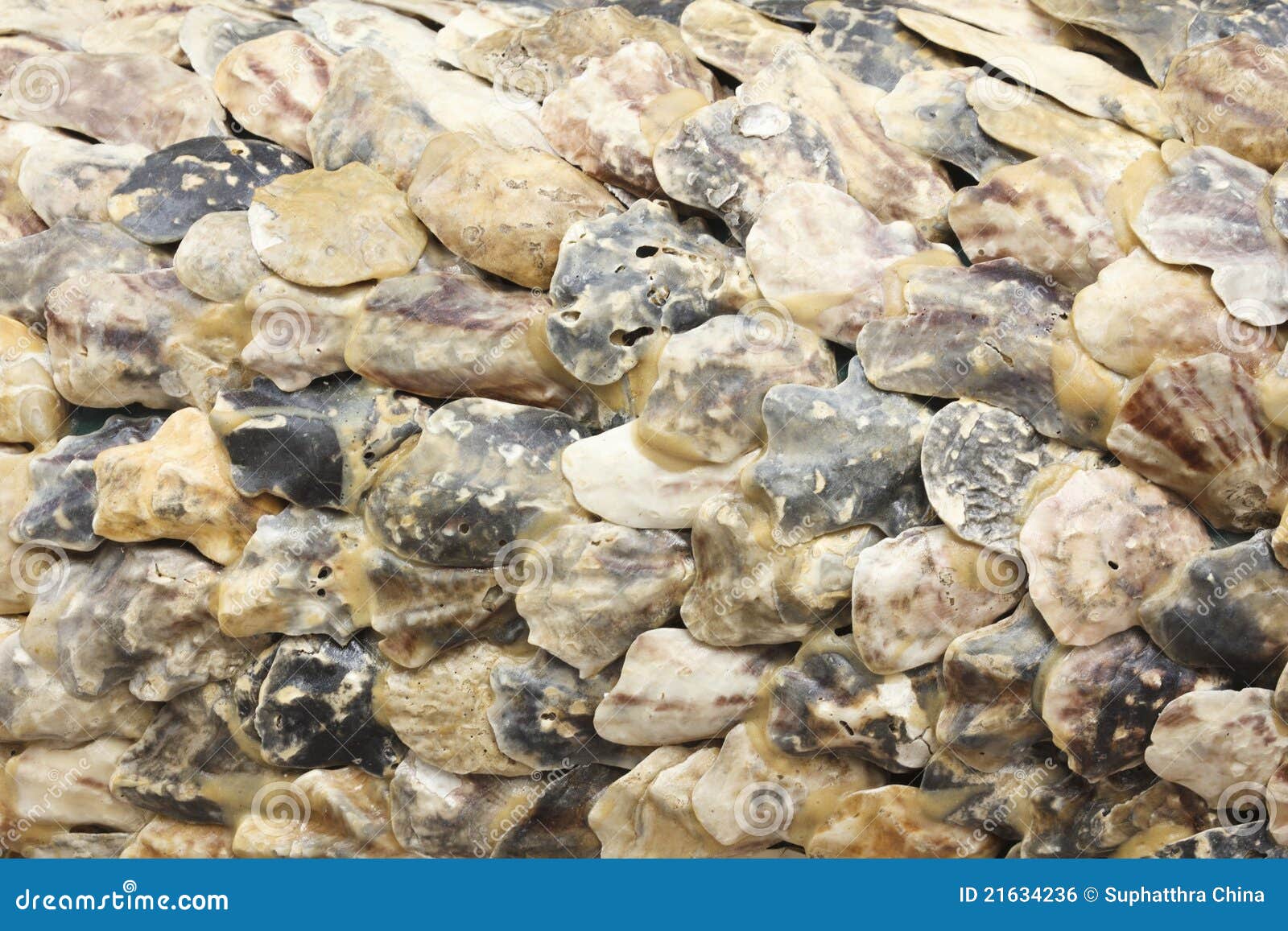 Oysters Shell stock photo. Image of shell, textured, oyster - 21634236