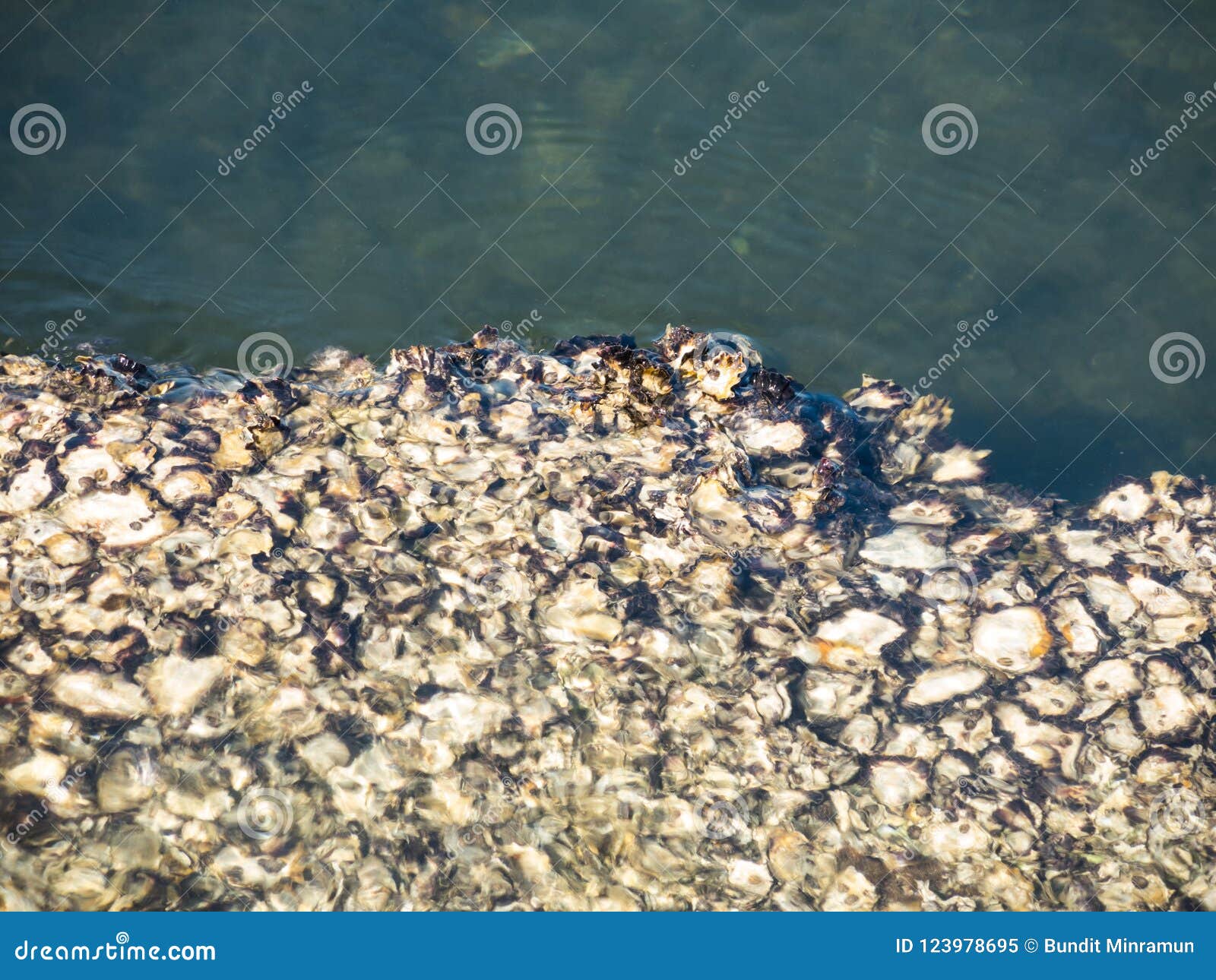 Oysters Shell on the Ocean Rock. Stock Image - Image of landscape ...