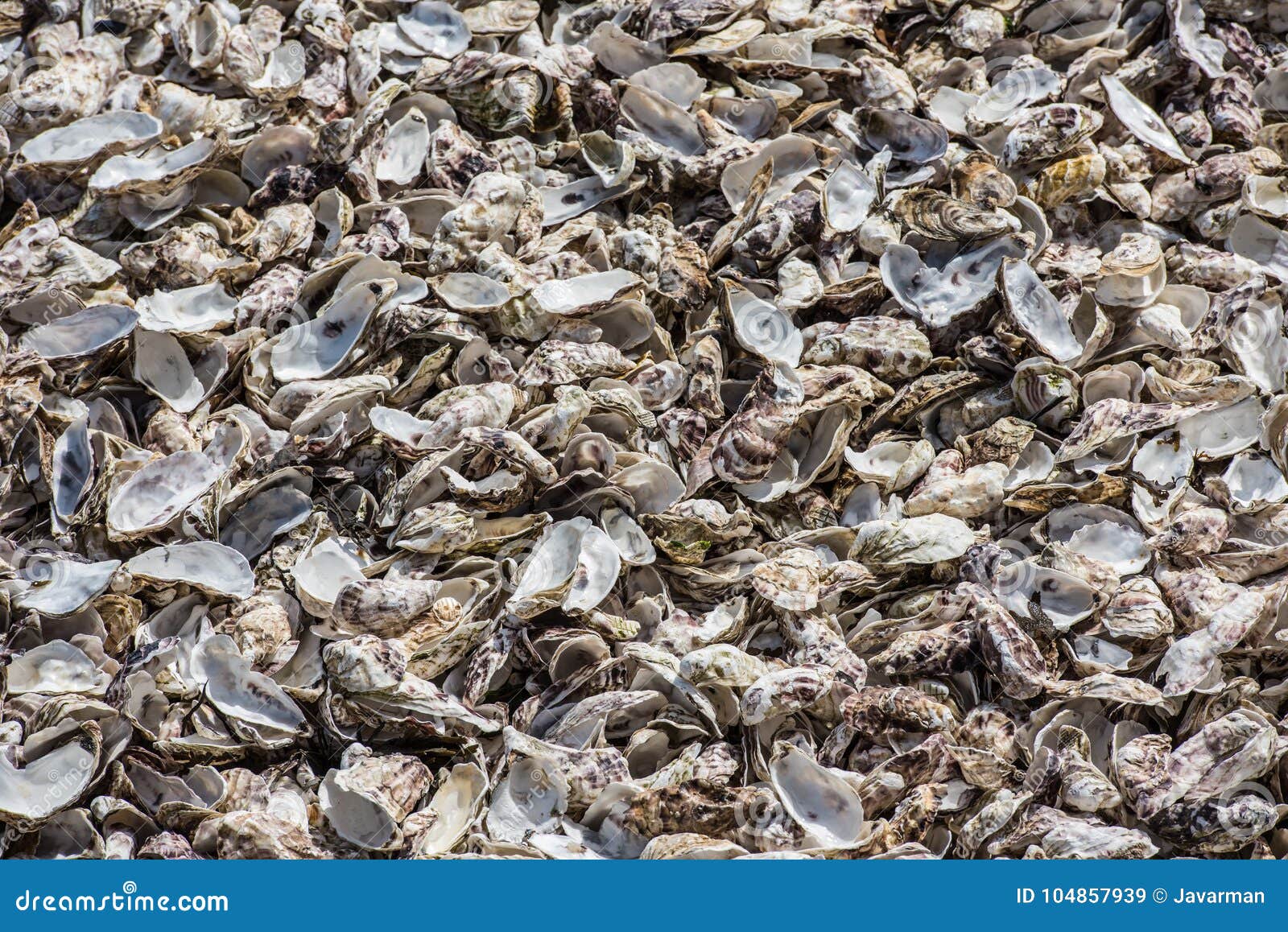 Oysters Shells at Fish Market Stock Image - Image of shell, oyster ...