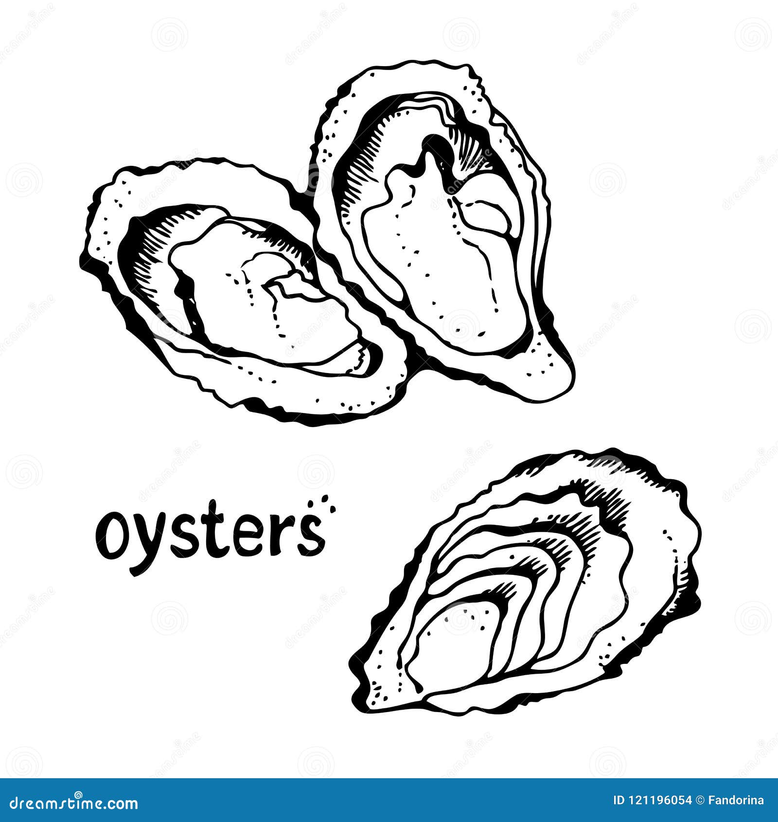 Oysters Vector Set Isolated on White Background Stock Vector ...
