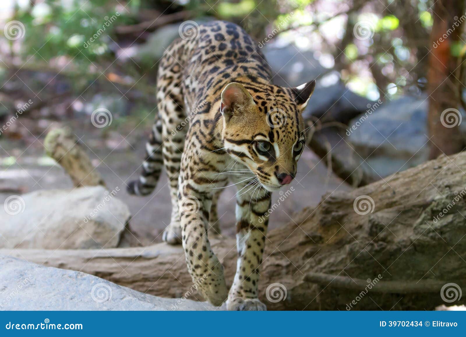 Ozelot, fotografia stock. Immagine di specie, strisciamento - 39702434