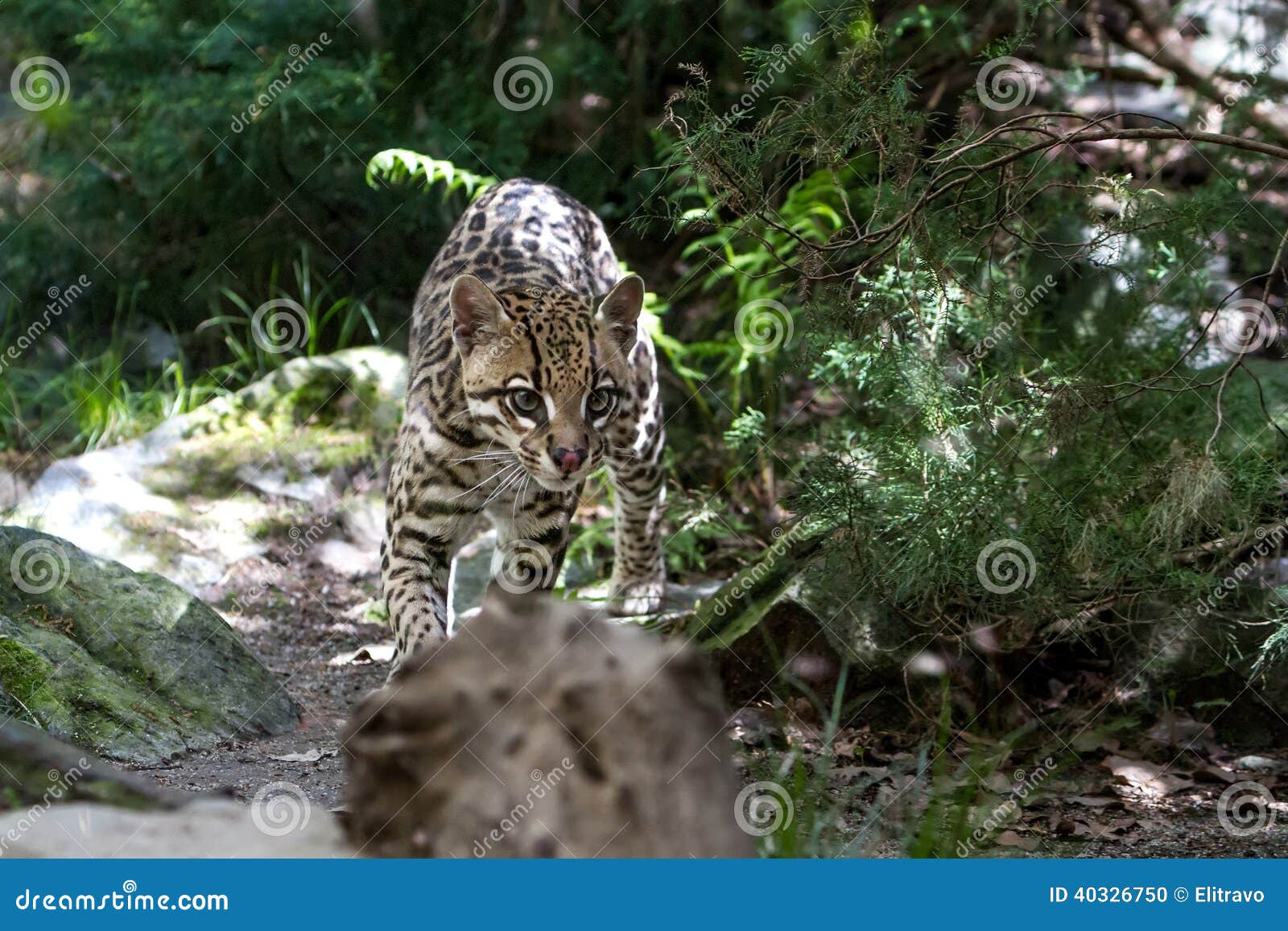 Ozelot arkivfoto. Bild av amerika, nattligt, eurasisk - 40326750