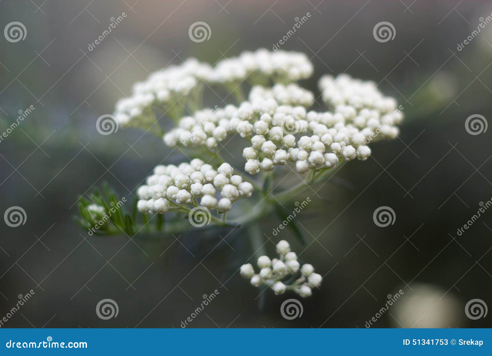 Ozothamnus diosmifolius stock image. Image of wales, south - 51341753