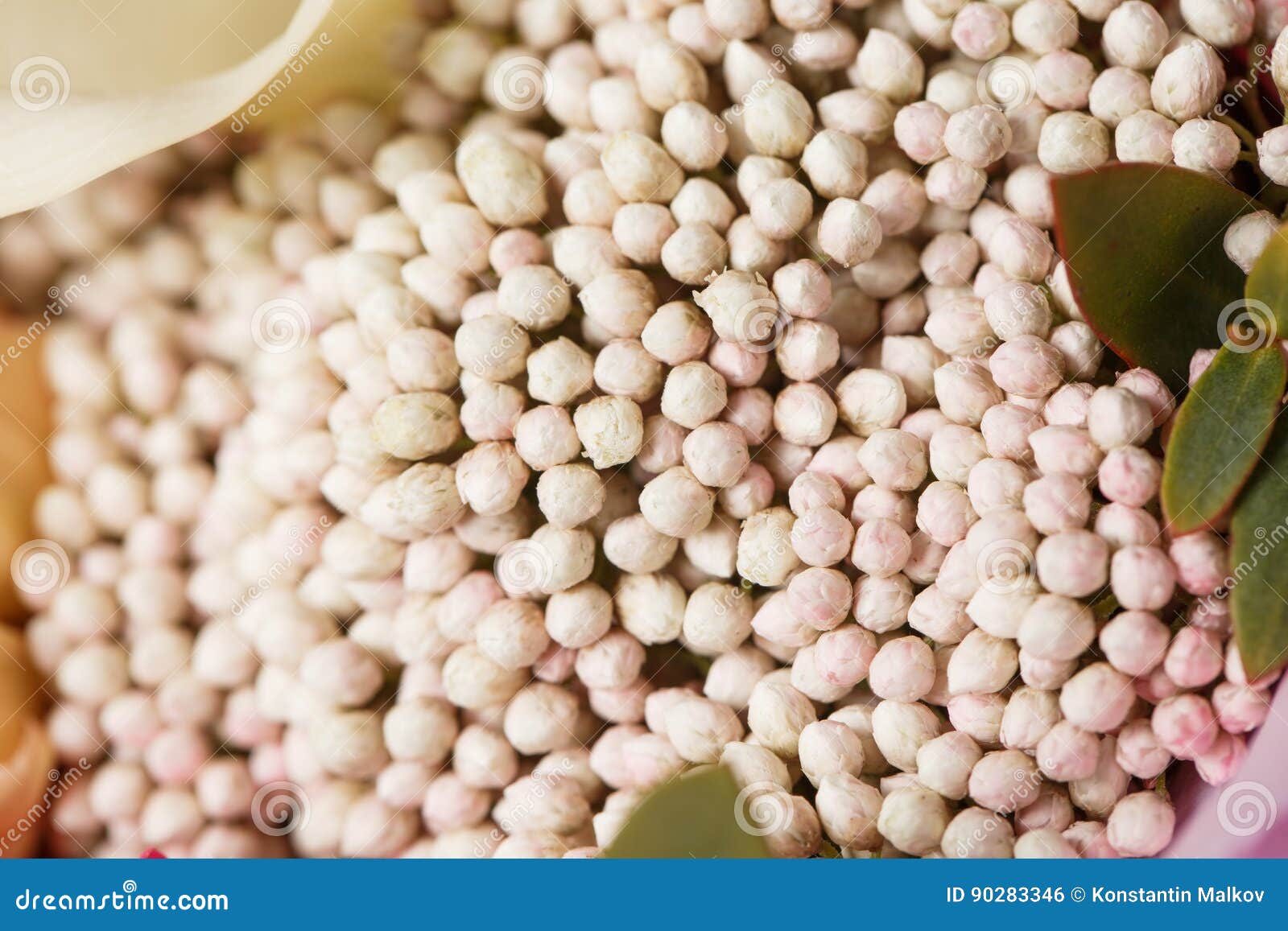 Ozothamnus Diosmifolius Dark Pink Panther in a Mixed Bouquet Stock ...