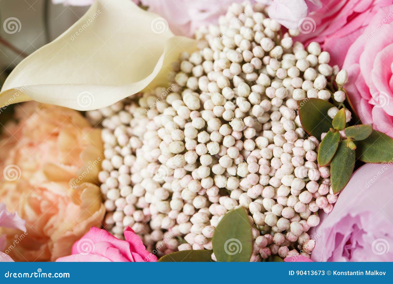 Ozothamnus Diosmifolius Dark Pink Panther in a Mixed Bouquet Stock ...