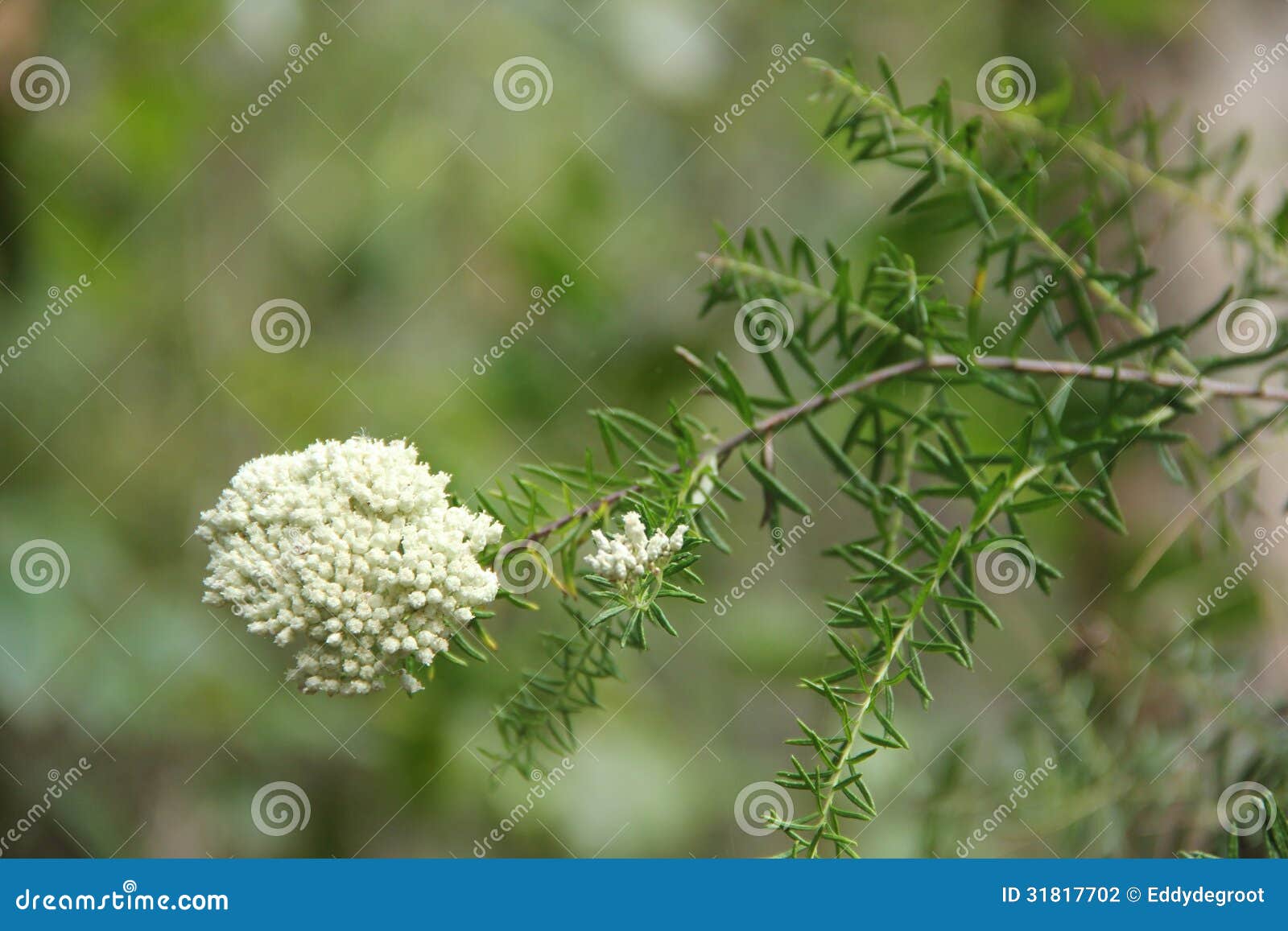 Ozothamnus diosmifolius stock photo. Image of endemic - 31817702
