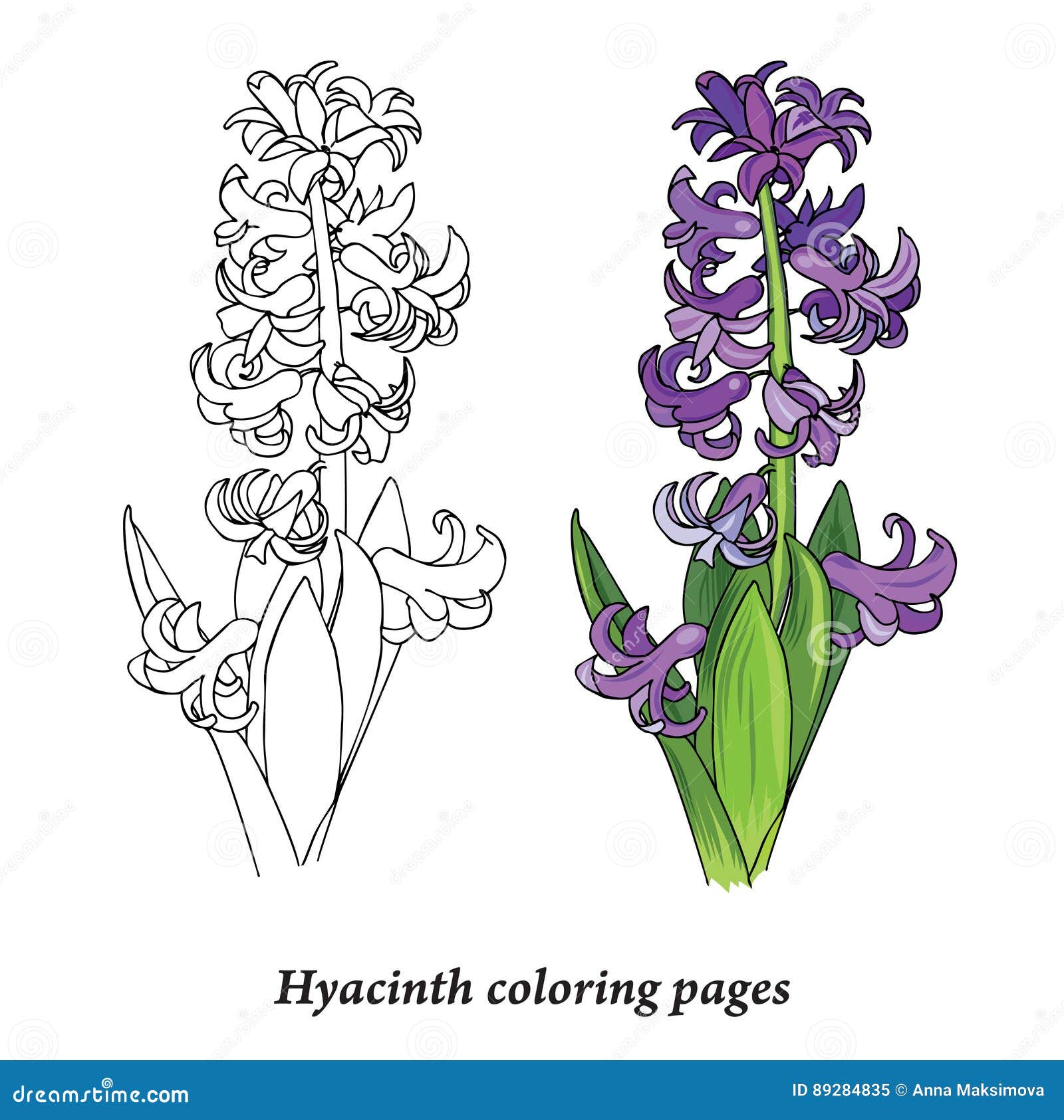 Páginas Del Colorante Del Jacinto Ilustración del Vector - Ilustración ...