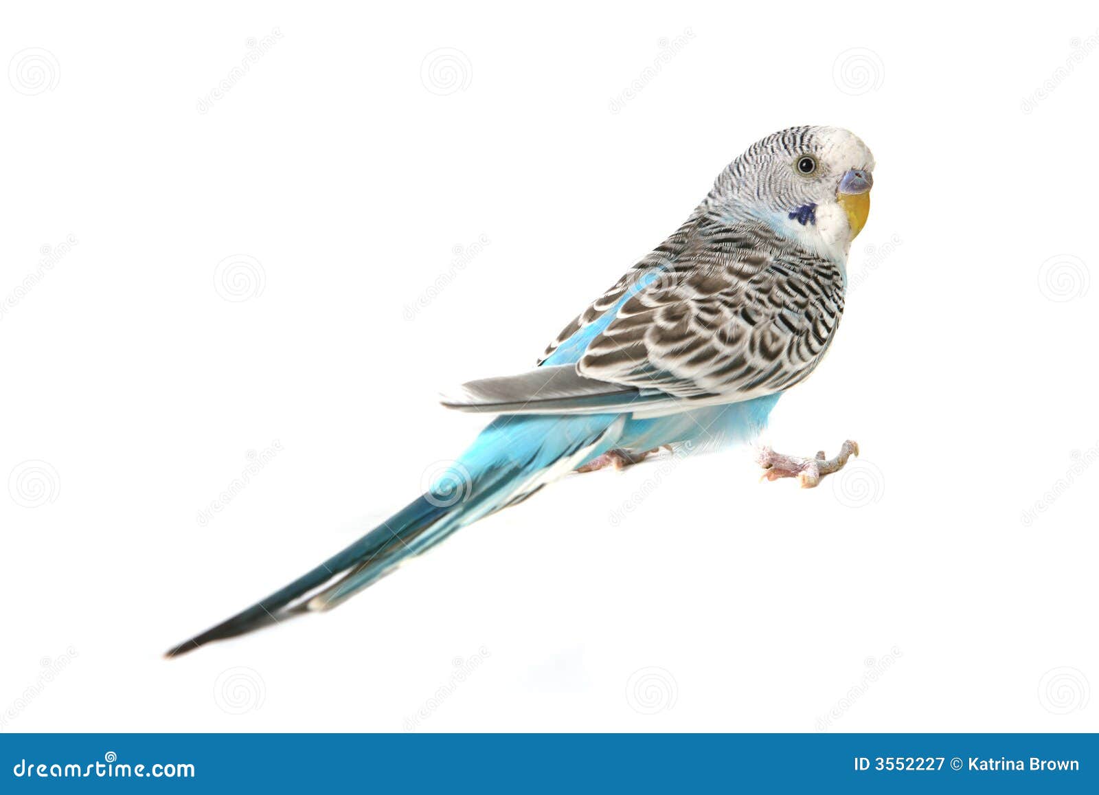 Pájaro Azul Del Parakeet De Budgie Imagen de archivo - Imagen de ...