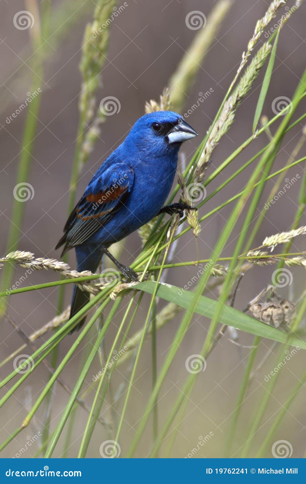 Pájaro azul en habitat imagen de archivo. Imagen de animal - 19762241