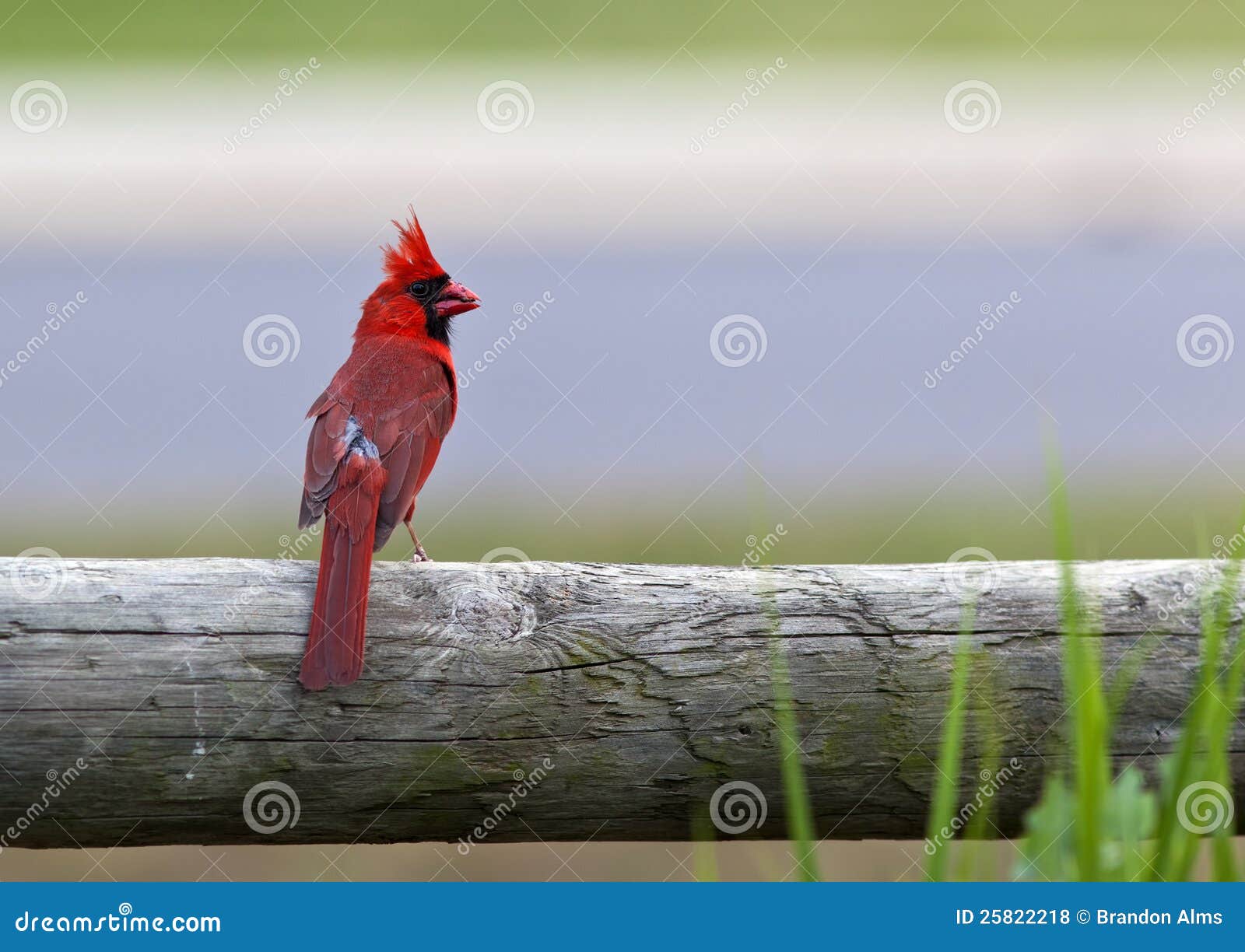 Pájaro cardinal foto de archivo. Imagen de animal, resorte - 25822218