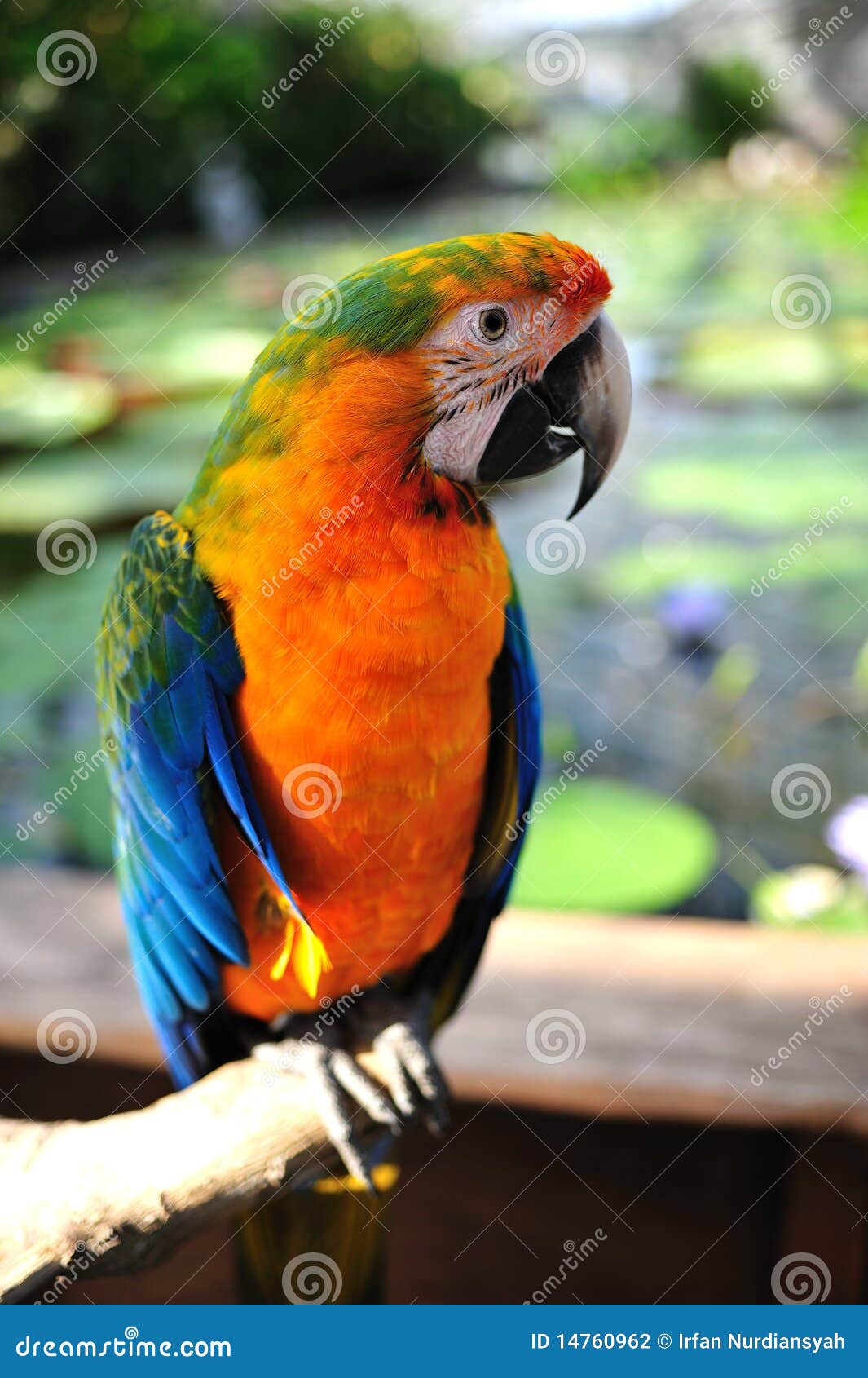 Pájaro colorido foto de archivo. Imagen de rojo, pluma - 14760962