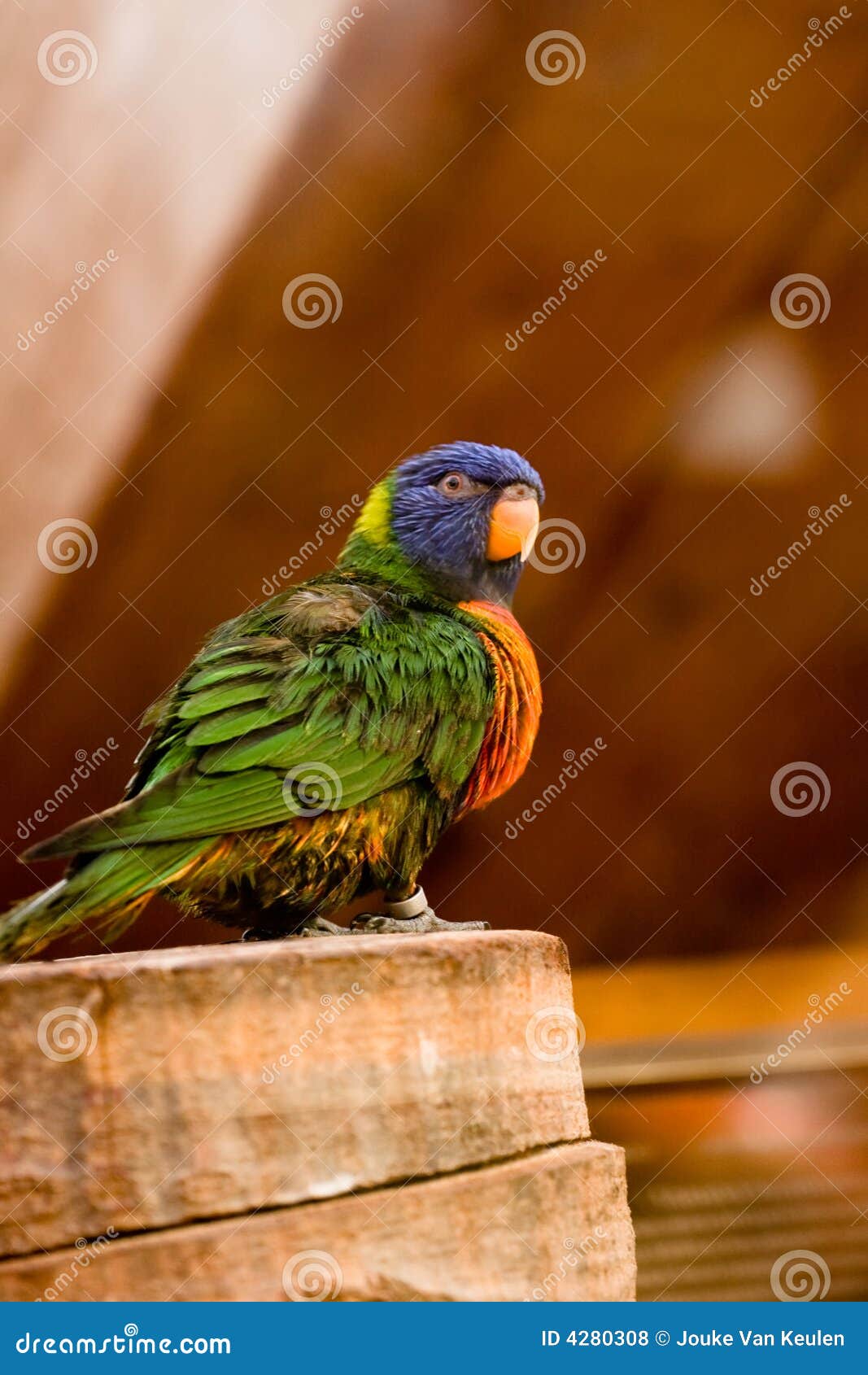 Pájaro colorido foto de archivo. Imagen de enjaulado, verde - 4280308